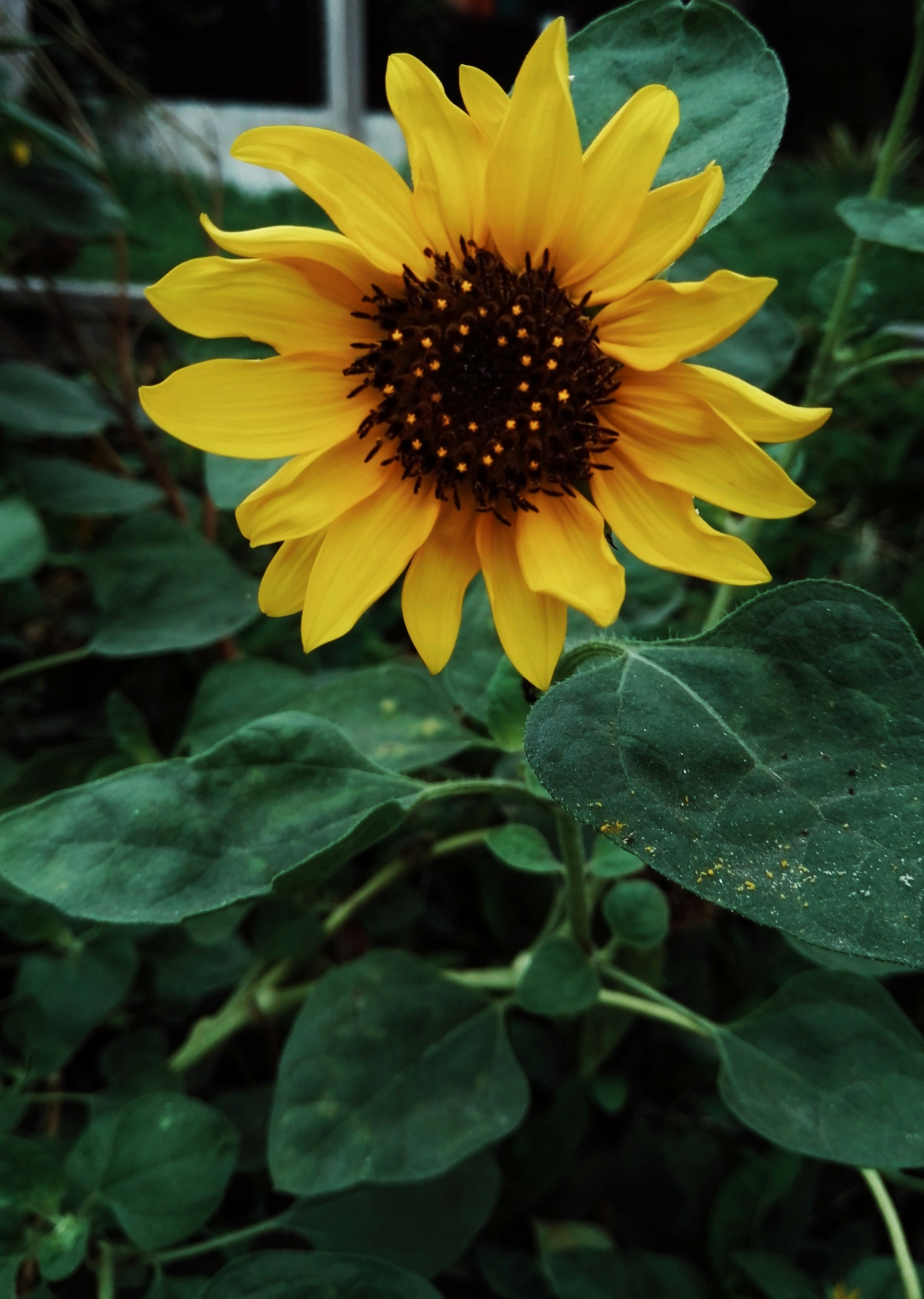 Bright yellow sunflower dominates the frame, its dark center forming a striking contrast with broad green leaves.