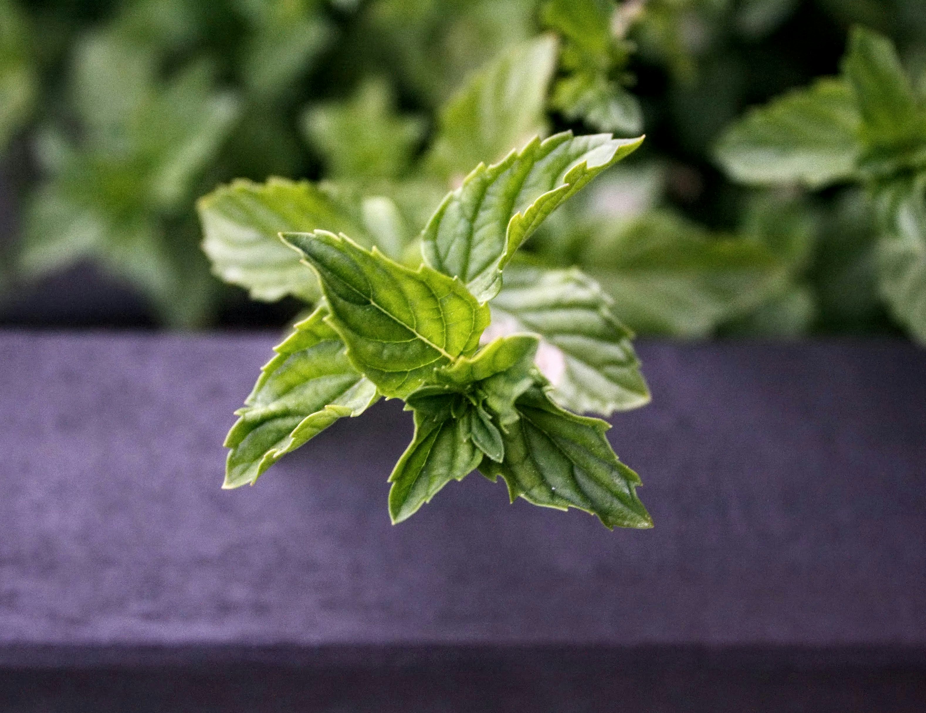 Mint on a Velvet Purple Rail: a Close-Up Study of Leaf Detail