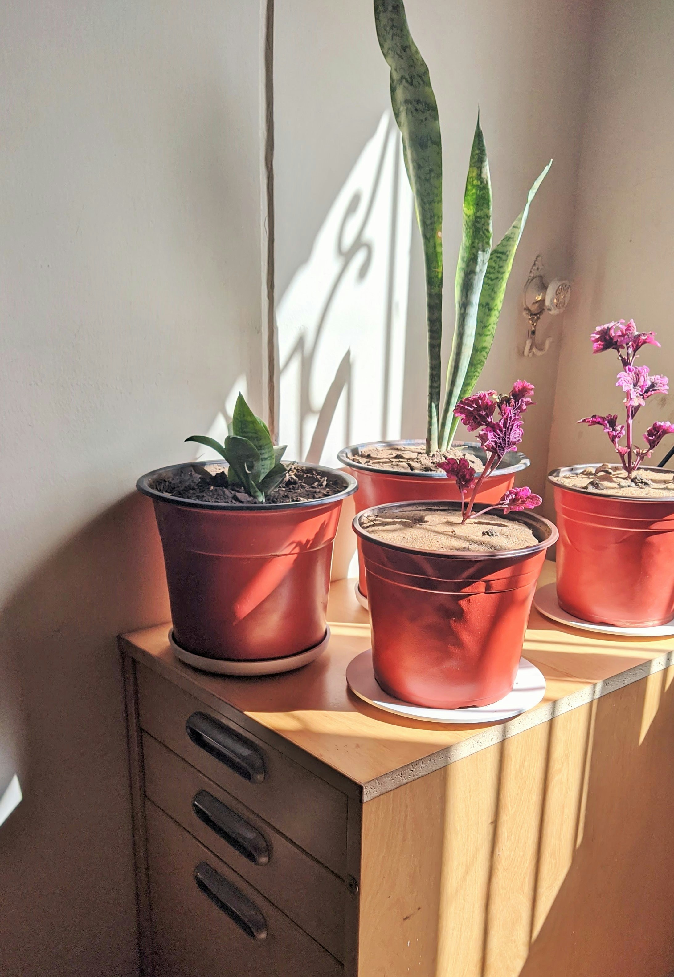 Four potted plants basking in sunlight on a wooden surface, showcasing vibrant colors and textures. The arrangement highlights the interplay of light and shadow.