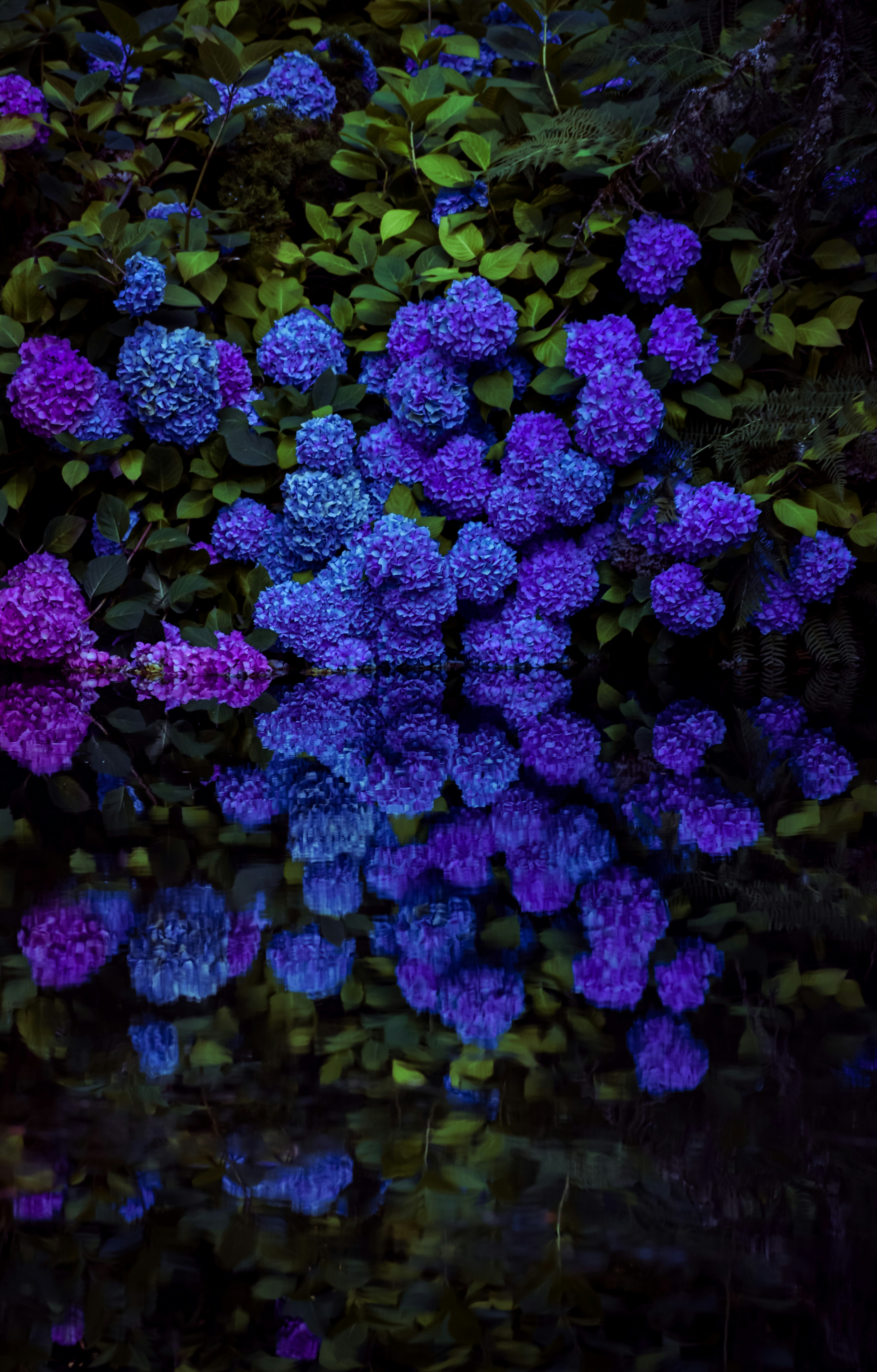 Midnight Hydrangea Cascade Reaching for Reflection