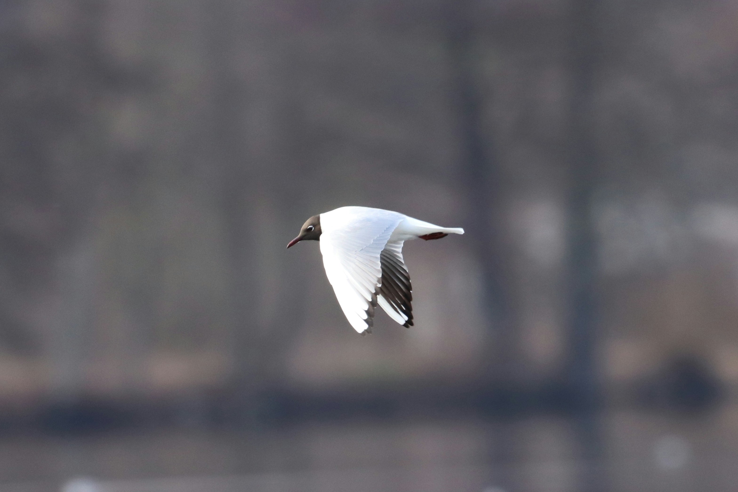 Graceful Glide Over Tranquil Waters