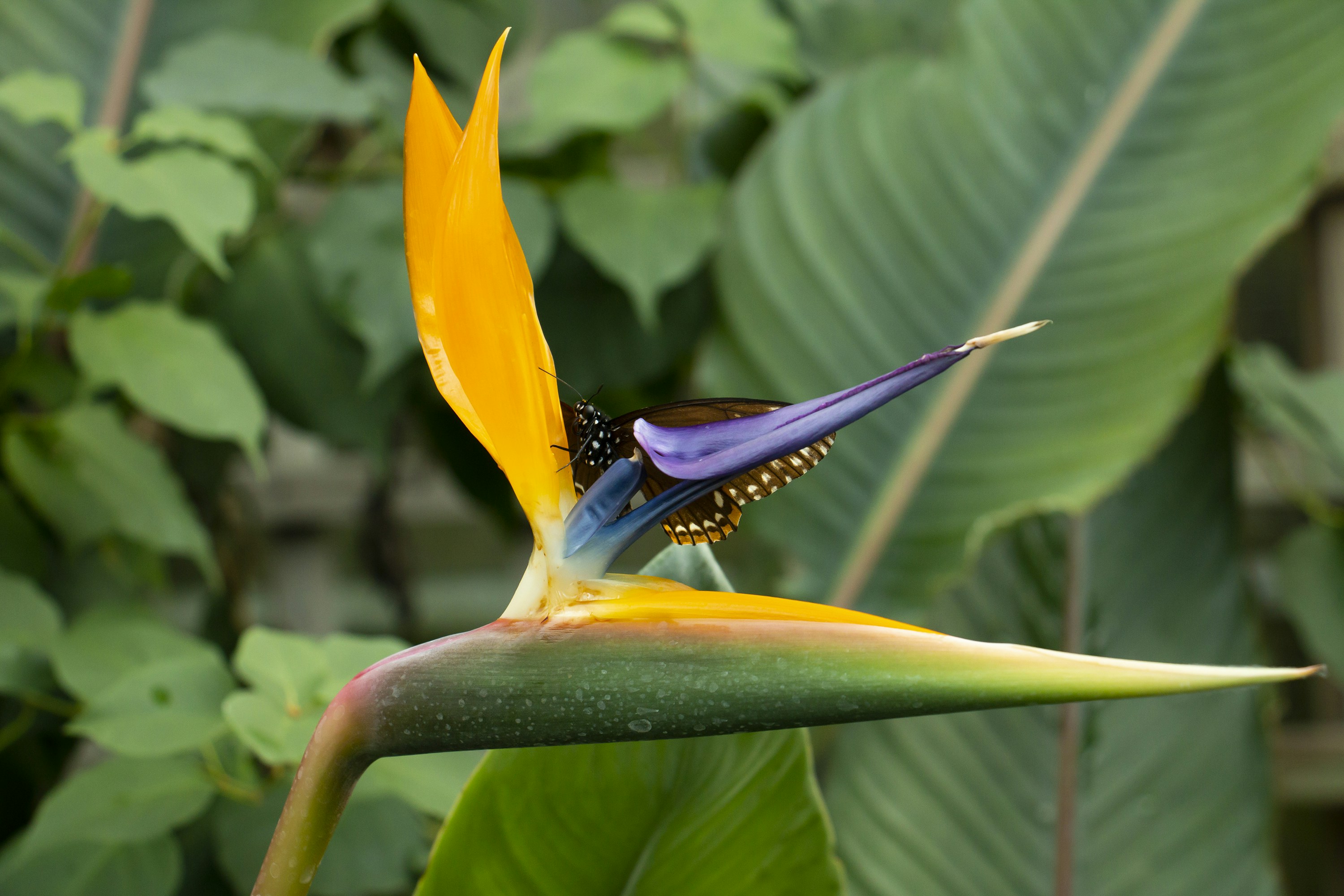 Bird of Paradise: Flame Orange Meets Indigo in a Tropical Spotlight