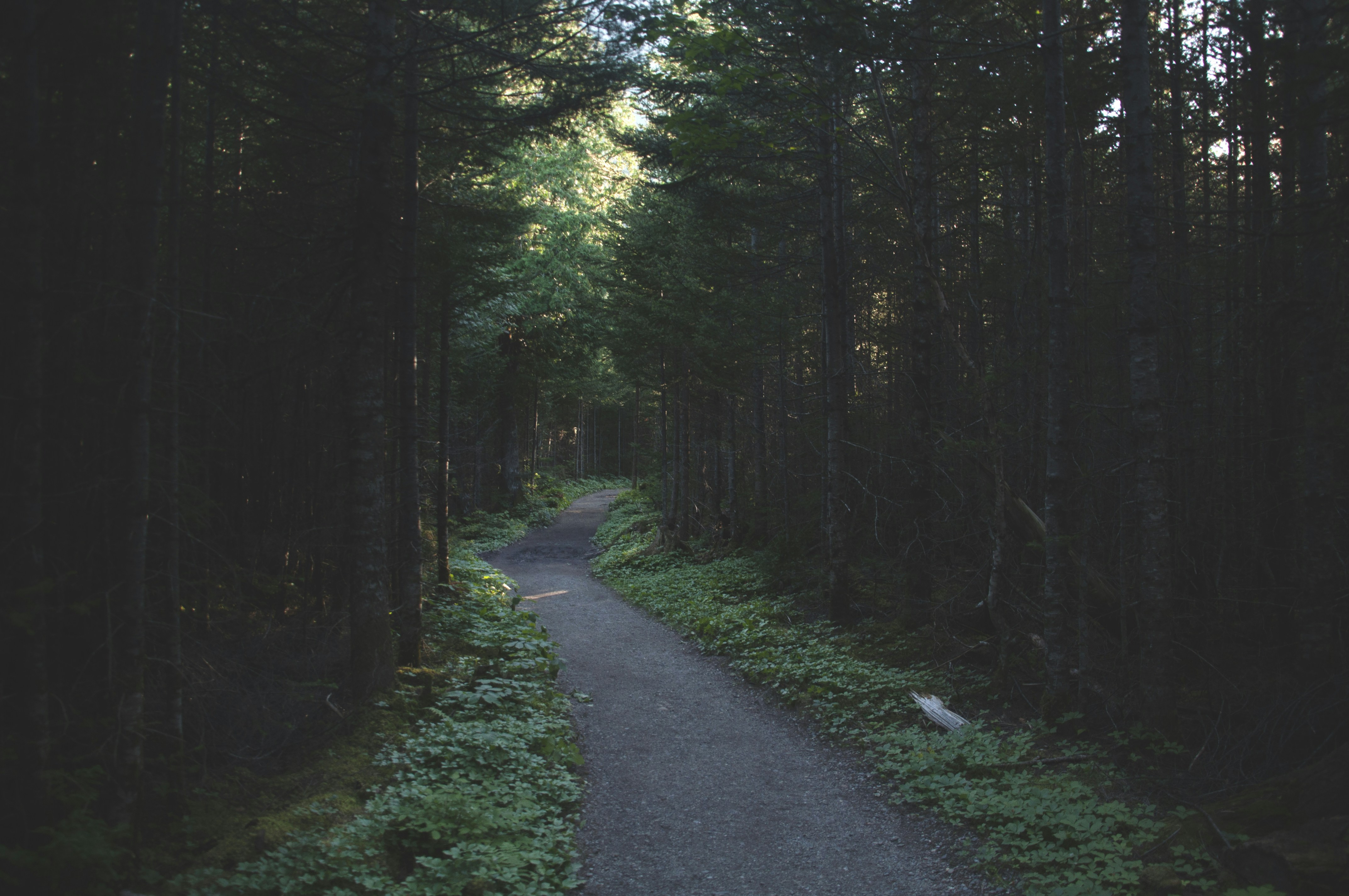Gray asphalt road between green trees during daytime photo – Free Road ...