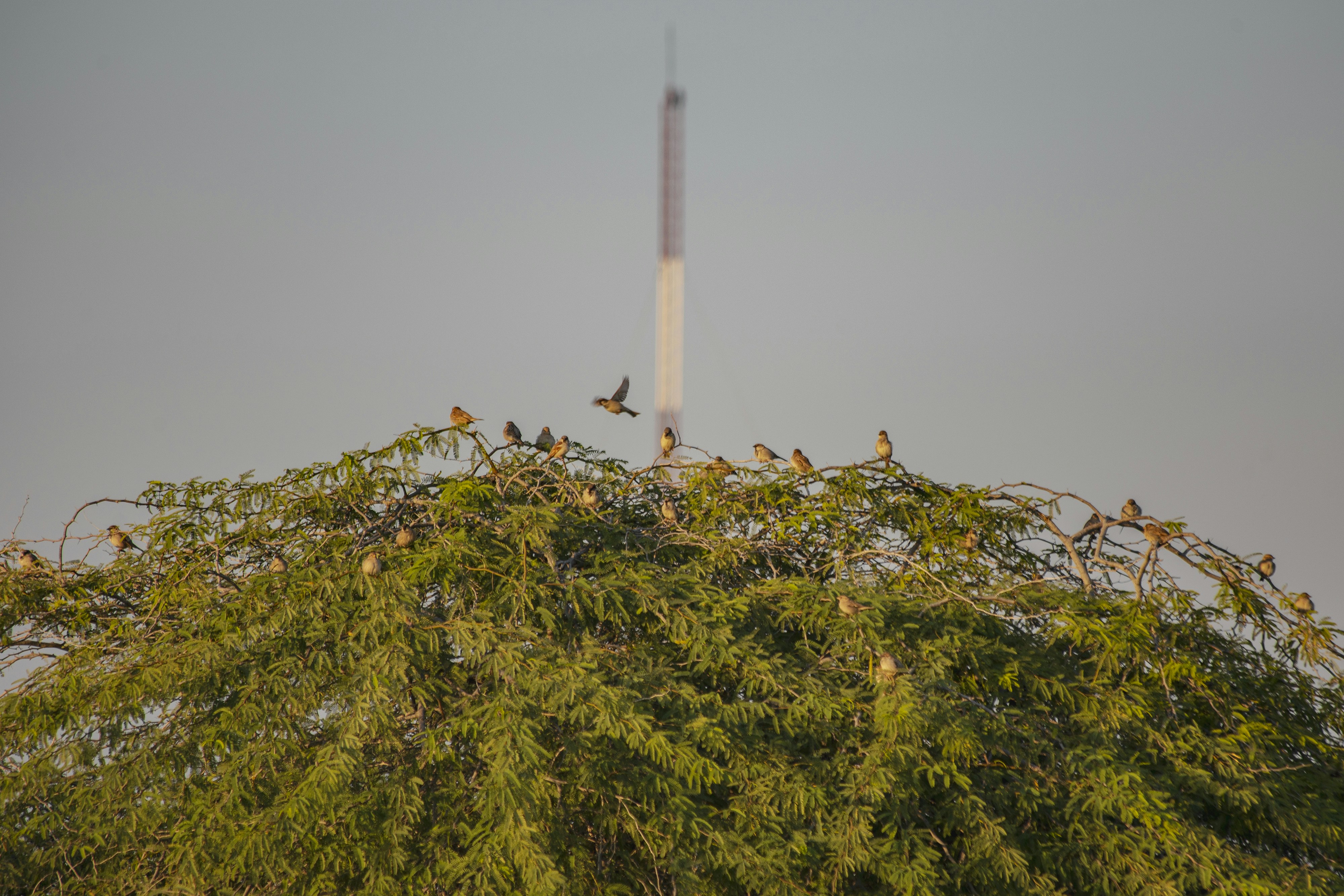 Treetop Assembly: A Chorus of Birds Framing a Distant Mast