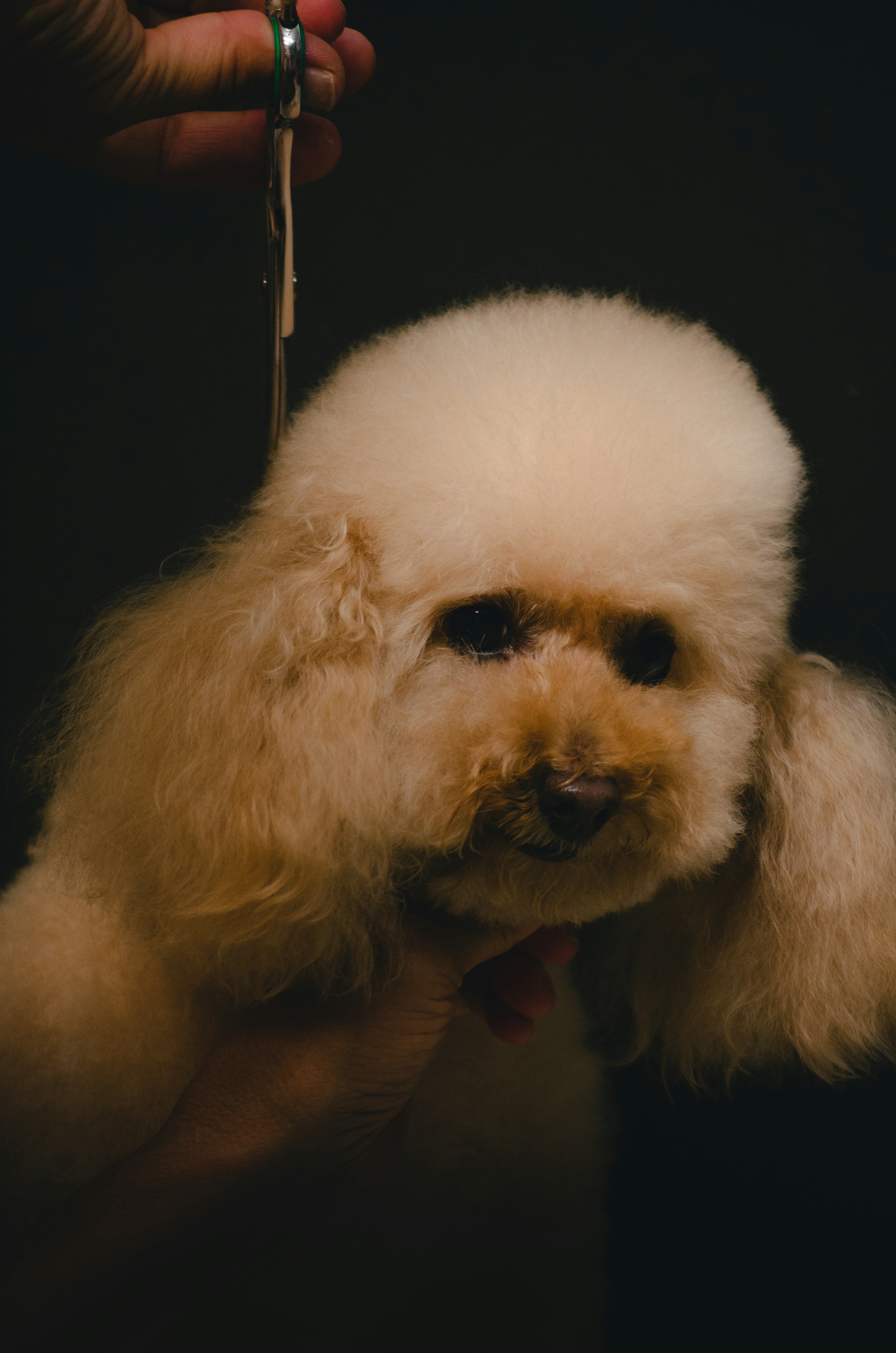 A fluffy poodle being groomed, with scissors held above its head against a dark backdrop.