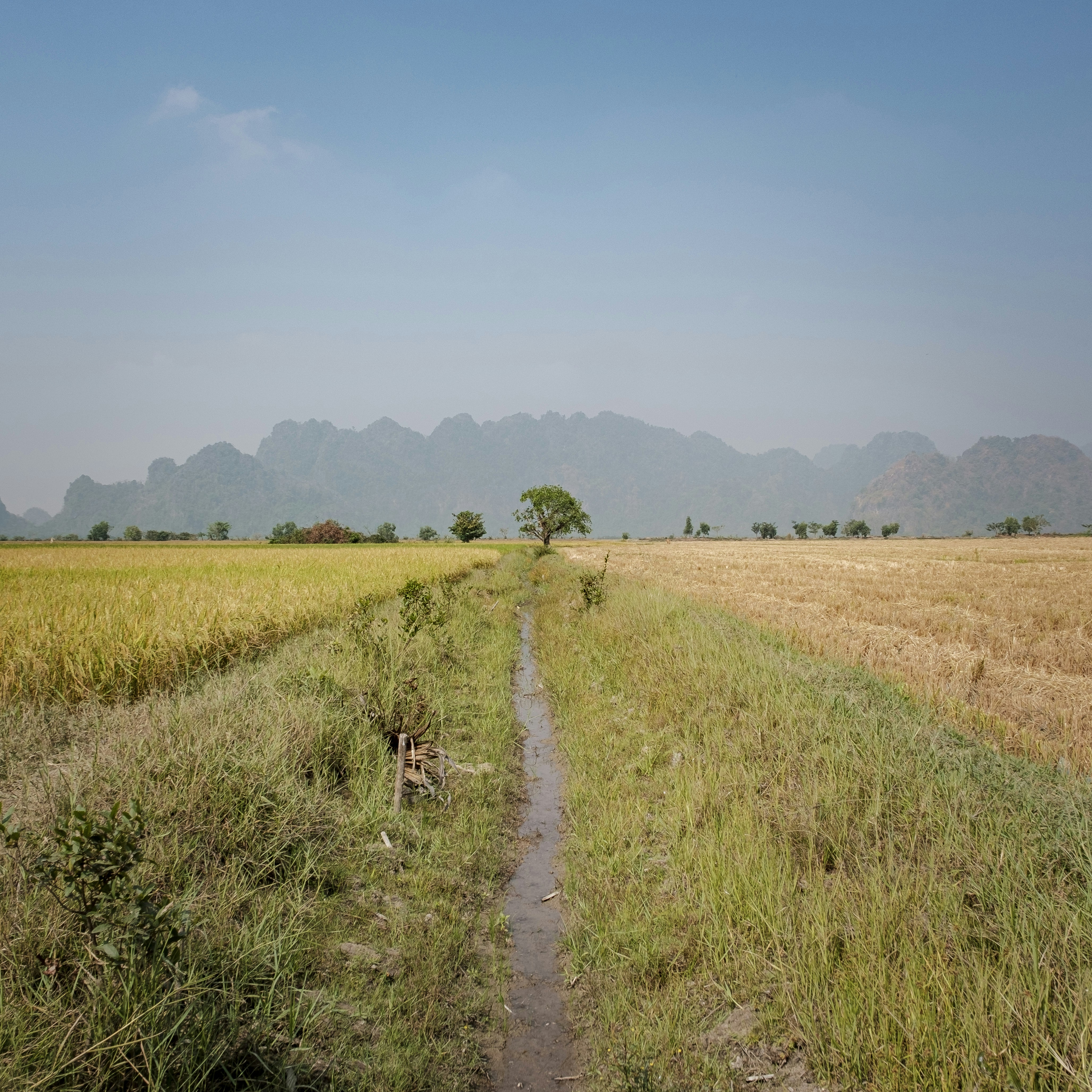A winding path divides lush green rice fields and golden harvested crops, framed by distant mountains under a clear sky.
