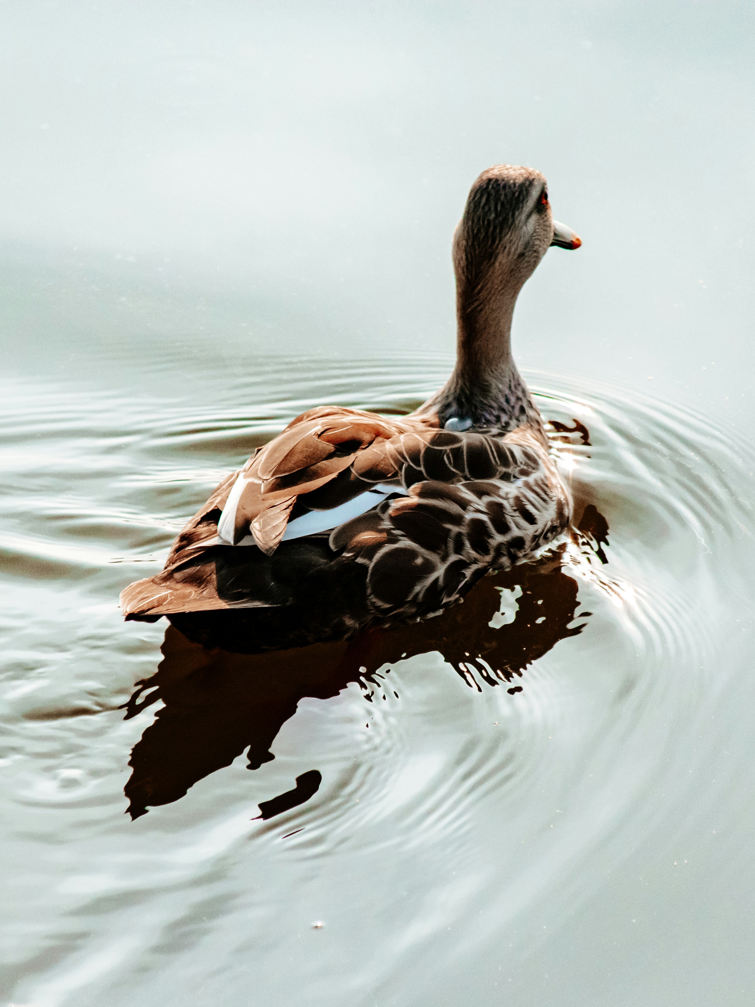 Waterbound Gazer: A Duckling's Calm Glide