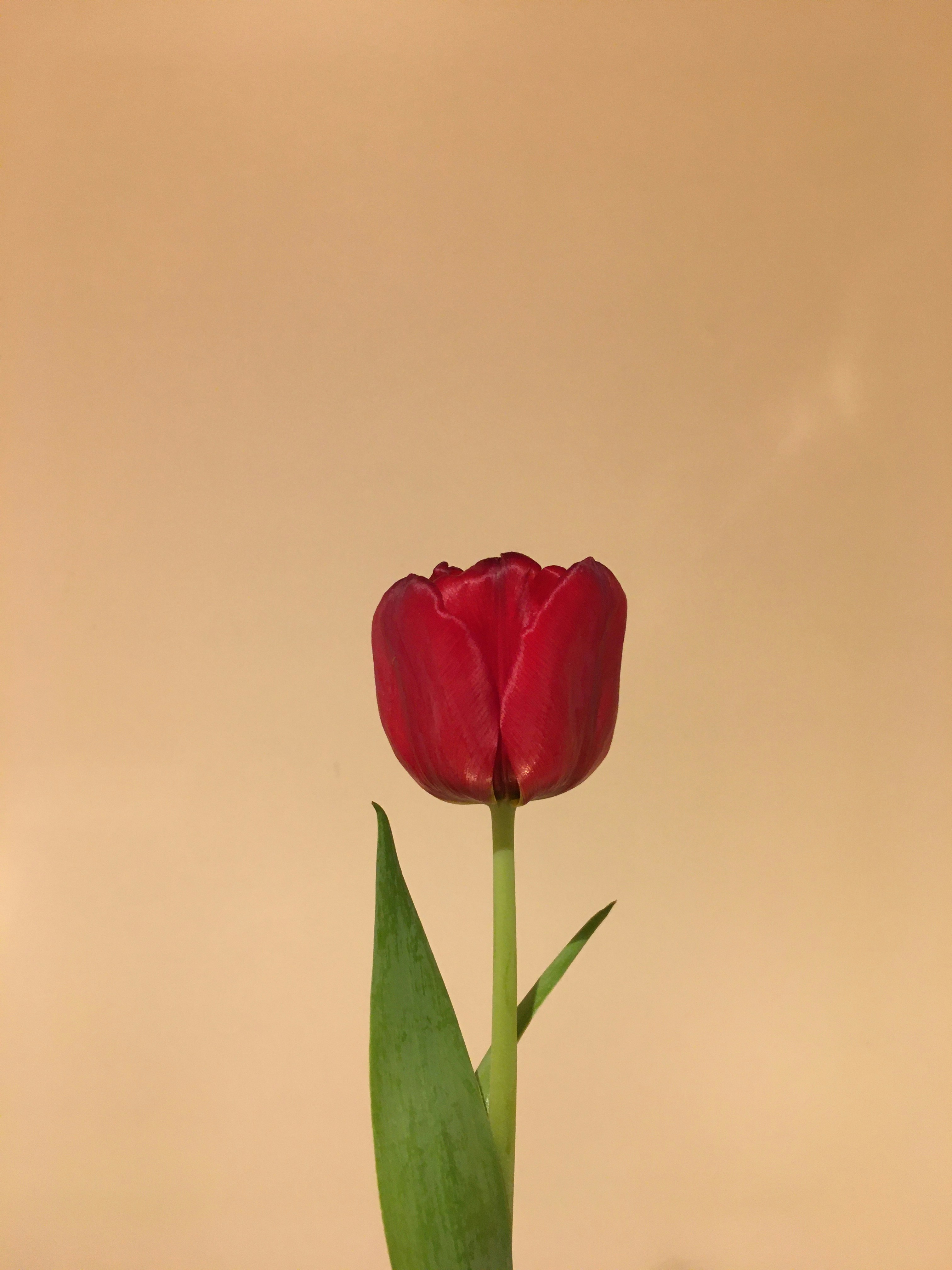 Vibrant red tulip with a single green leaf stands against a soft, neutral background.