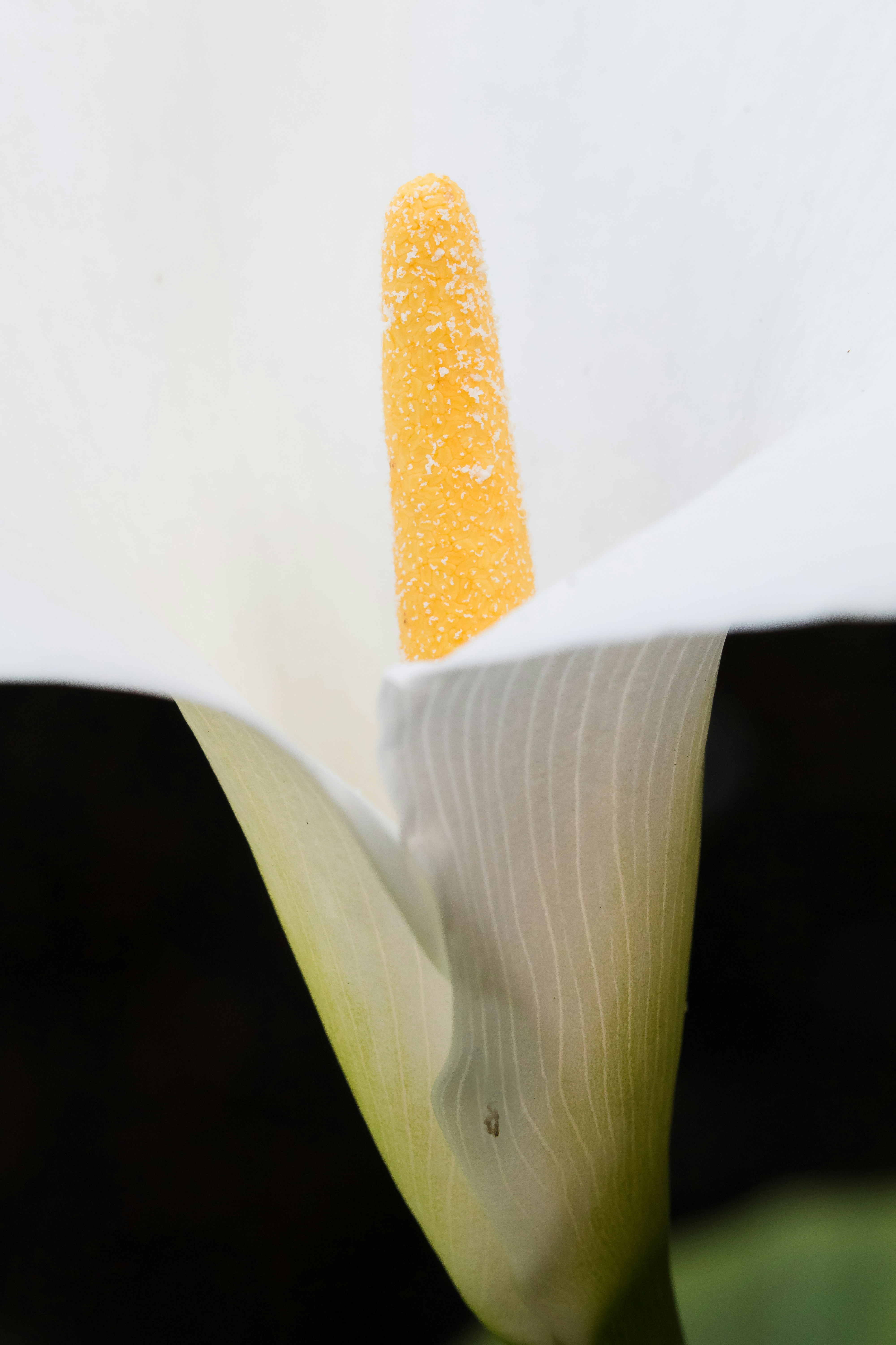 white and yellow flower in close up photography
