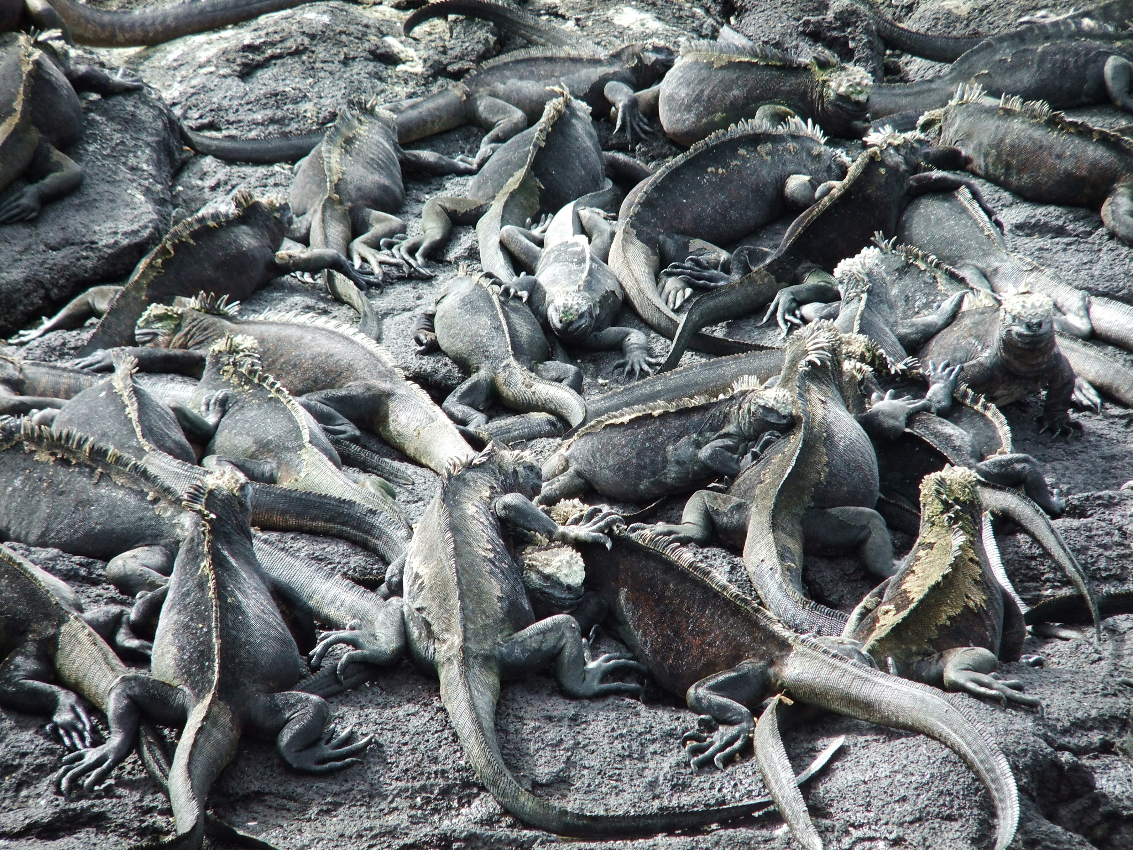 Tangled Chorus: A Close-Quarters Parade of Desert Lizards