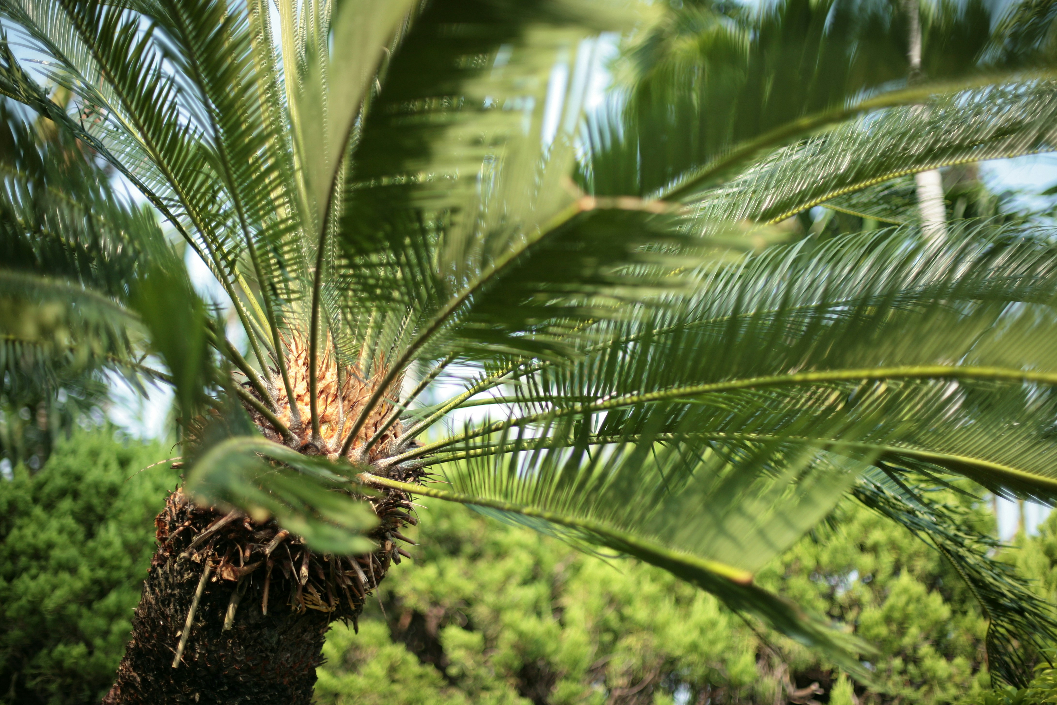Palm Trunk in Focus Amid a Sea of Fluttering Fronds