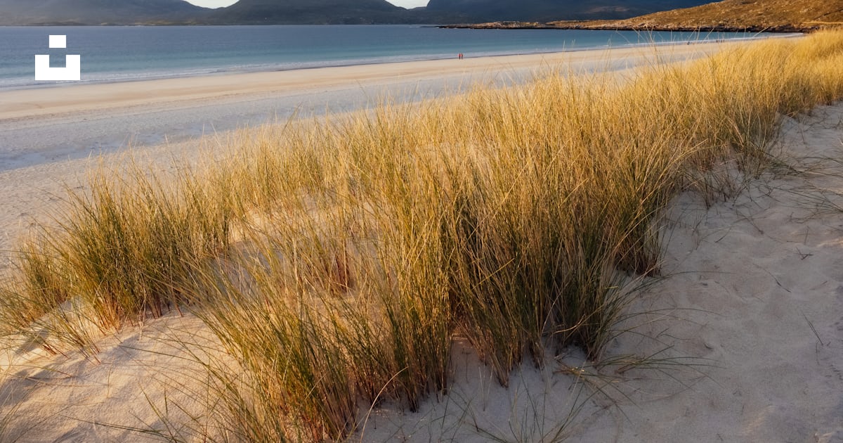 Brown Grass Near Body Of Water During Daytime Photo Free Beach Image On Unsplash