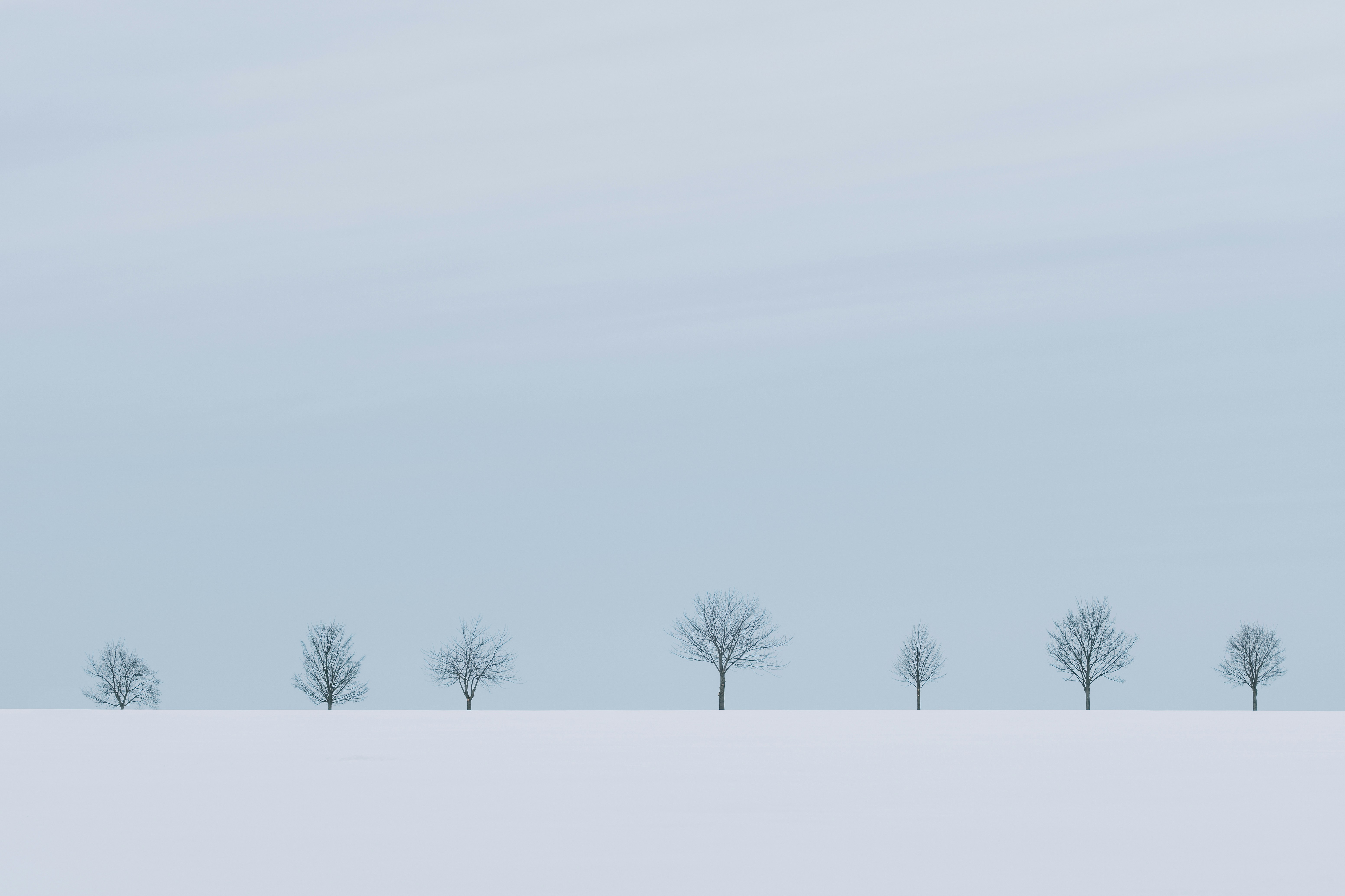 Row of bare trees standing in a snow-covered field under an overcast sky.