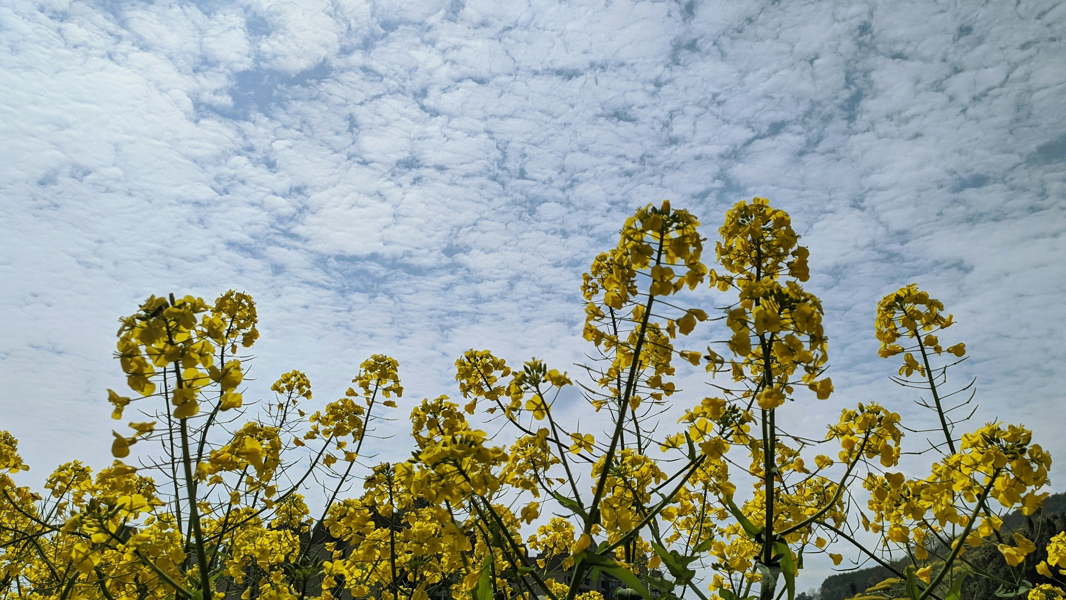 Vibrant yellow flowers reach towards a textured sky filled with soft clouds, showcasing the beauty of nature's palette.