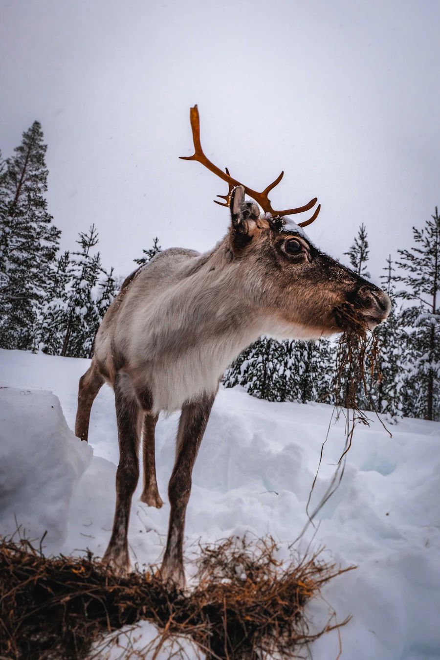 A reindeer stands in deep snow with antlers raised, chewing on dry grass. Snowy conifers and a pale winter sky fill the background.