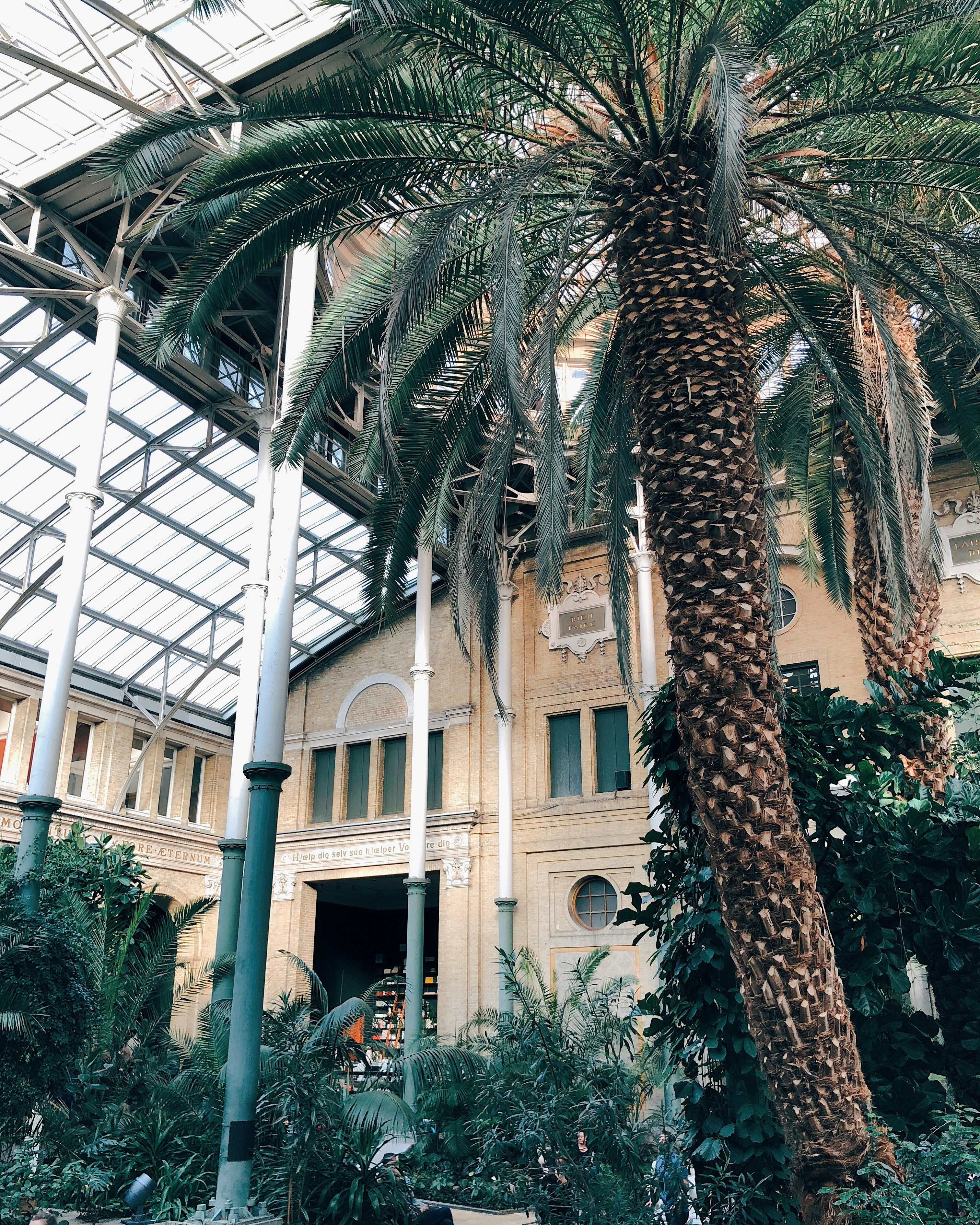 Palm Trunk Framing a Sunlit Glass Atrium