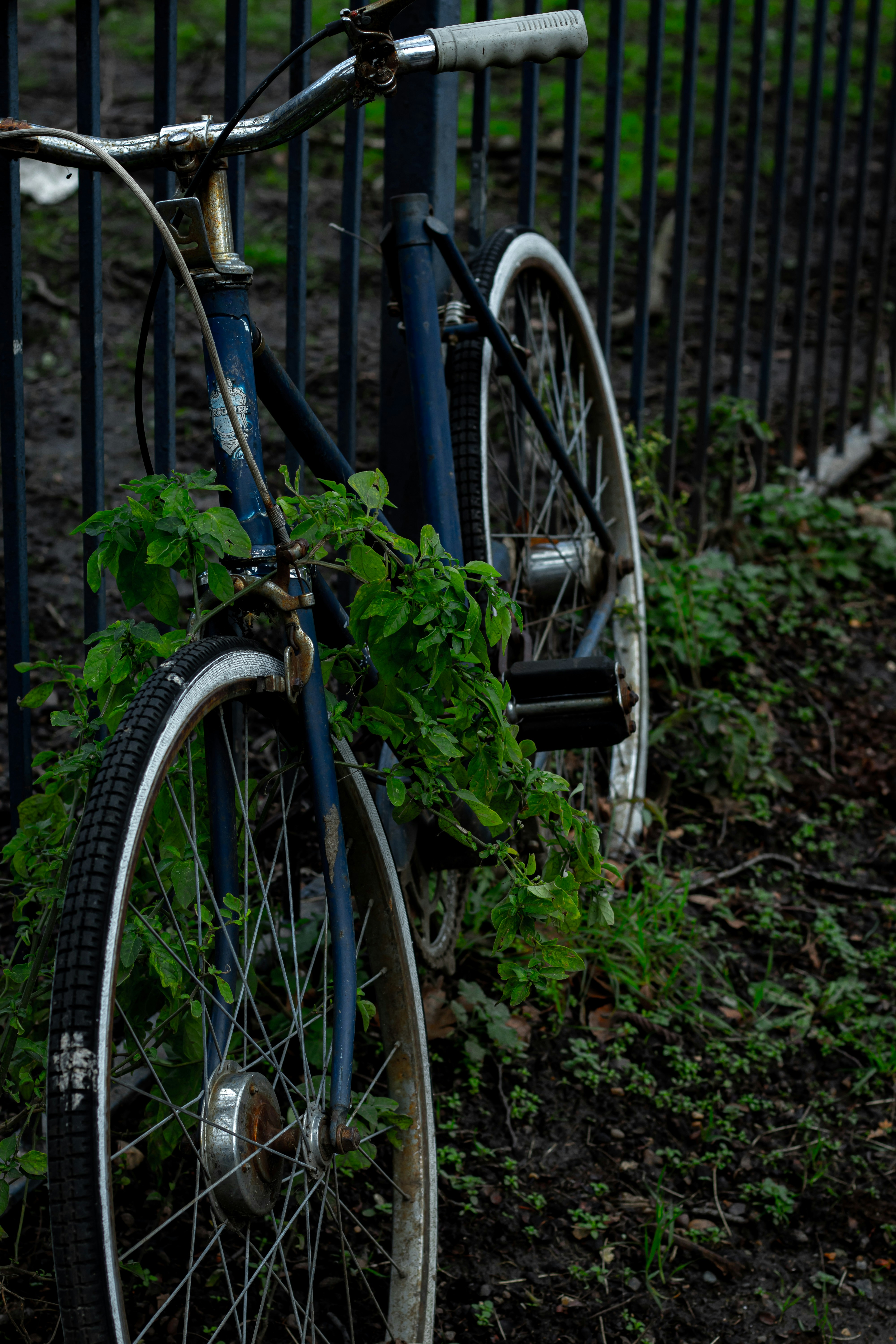 Vines Claim a Quiet Ride: An old bicycle chained to a fence