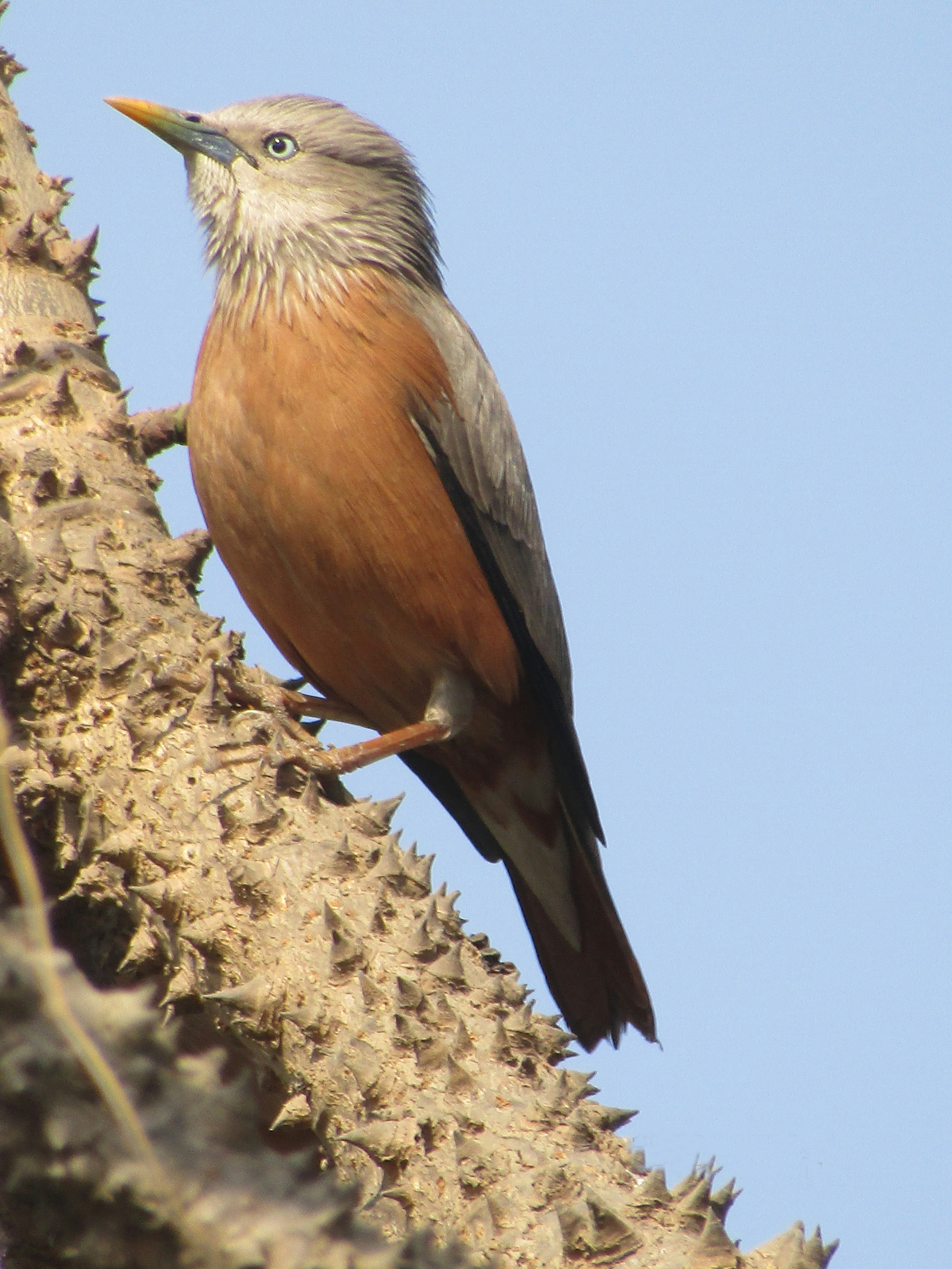 Raptor on a Spiny Birch: A Perched Hunter Against a Clear Sky