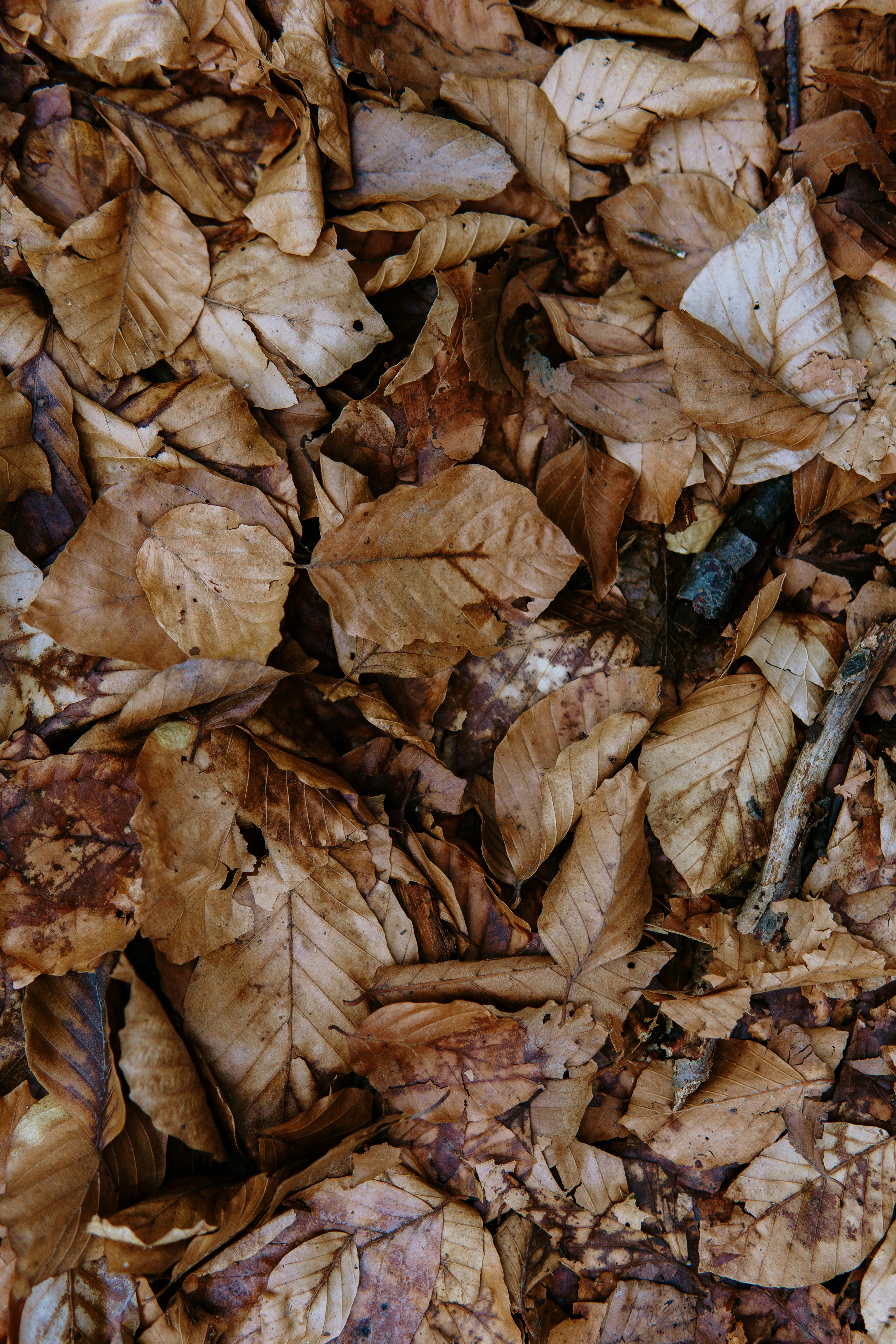 A dense layer of dried leaves in varying shades of brown, interspersed with twigs, creating a natural tapestry on the forest floor.