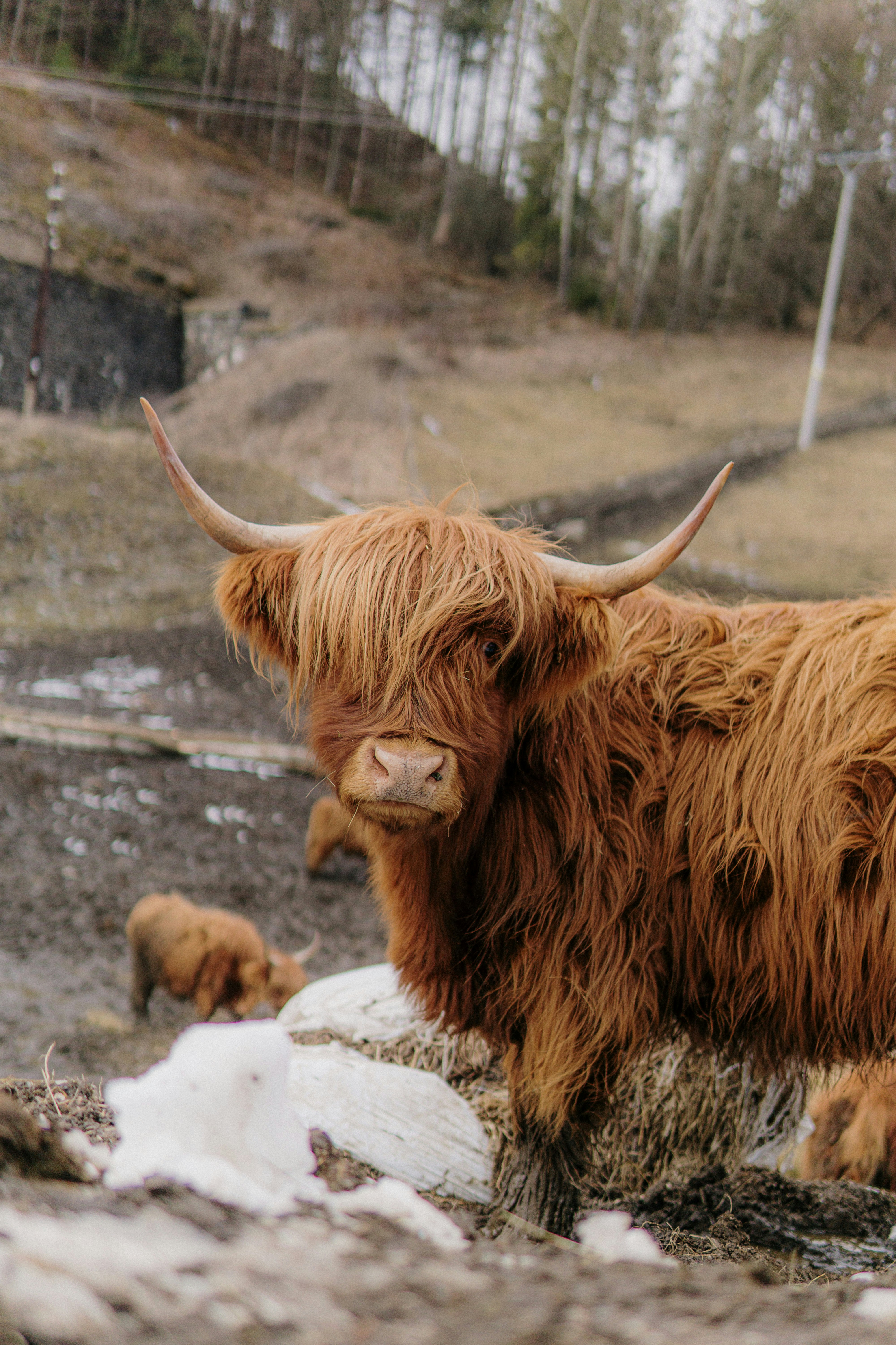 Highland cattle with shaggy brown coat stands on a snowy hillside, surrounded by a muted forest backdrop.