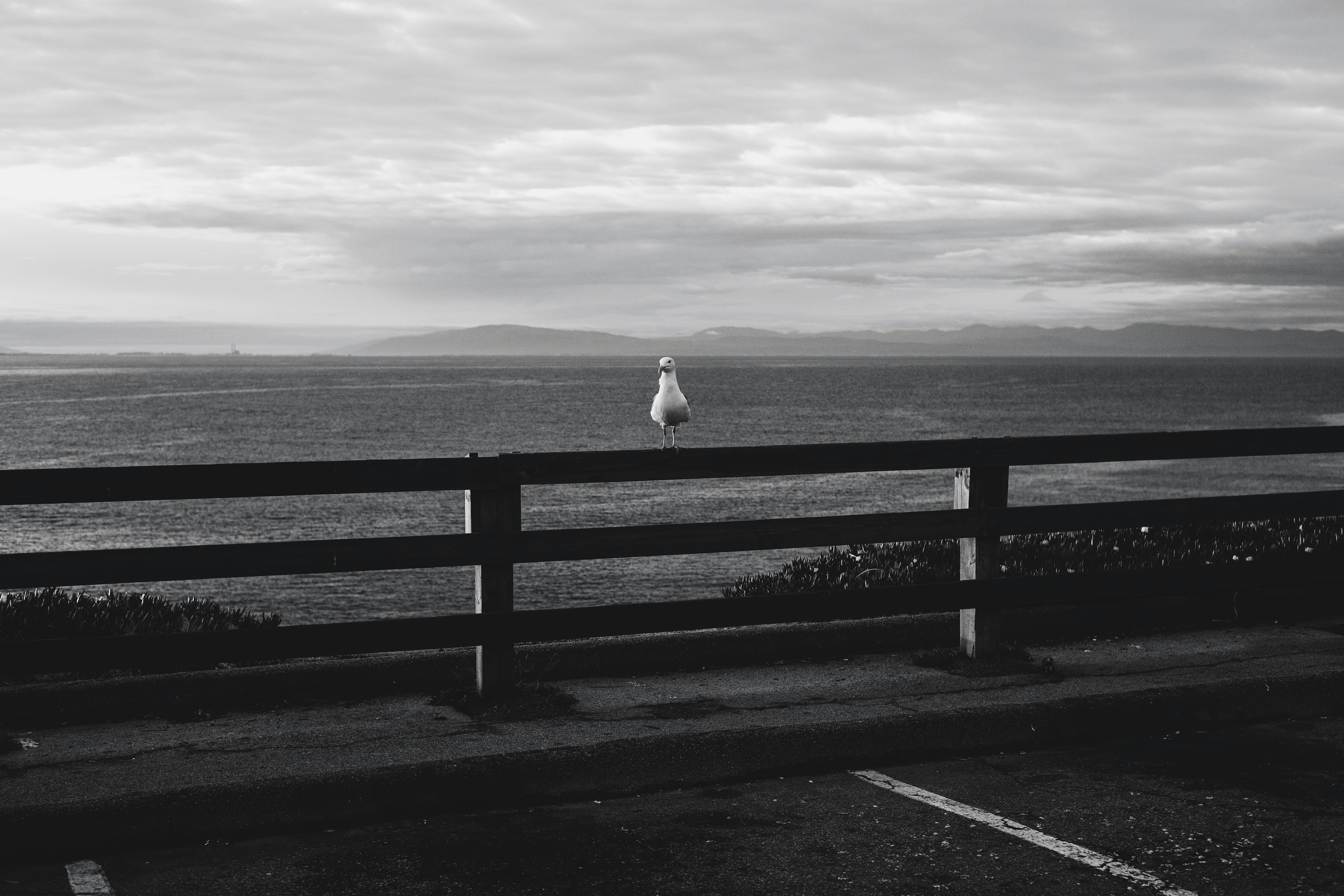 Seagull on the Rail: Silence Over a Gray Sea