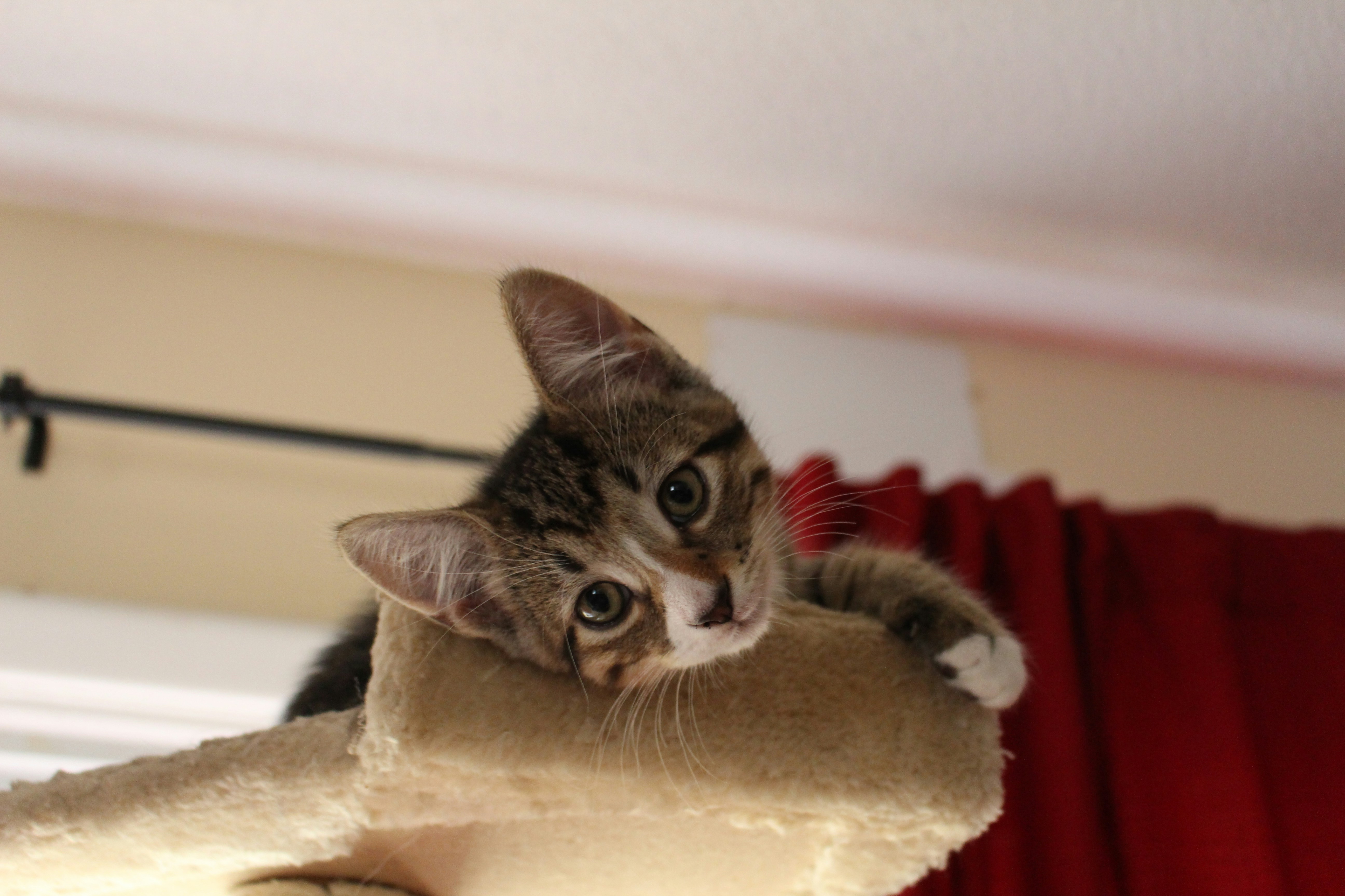 Playful tabby kitten lounging on a cat tree, gazing curiously at the viewer. The warm tones of the room create a cozy atmosphere.