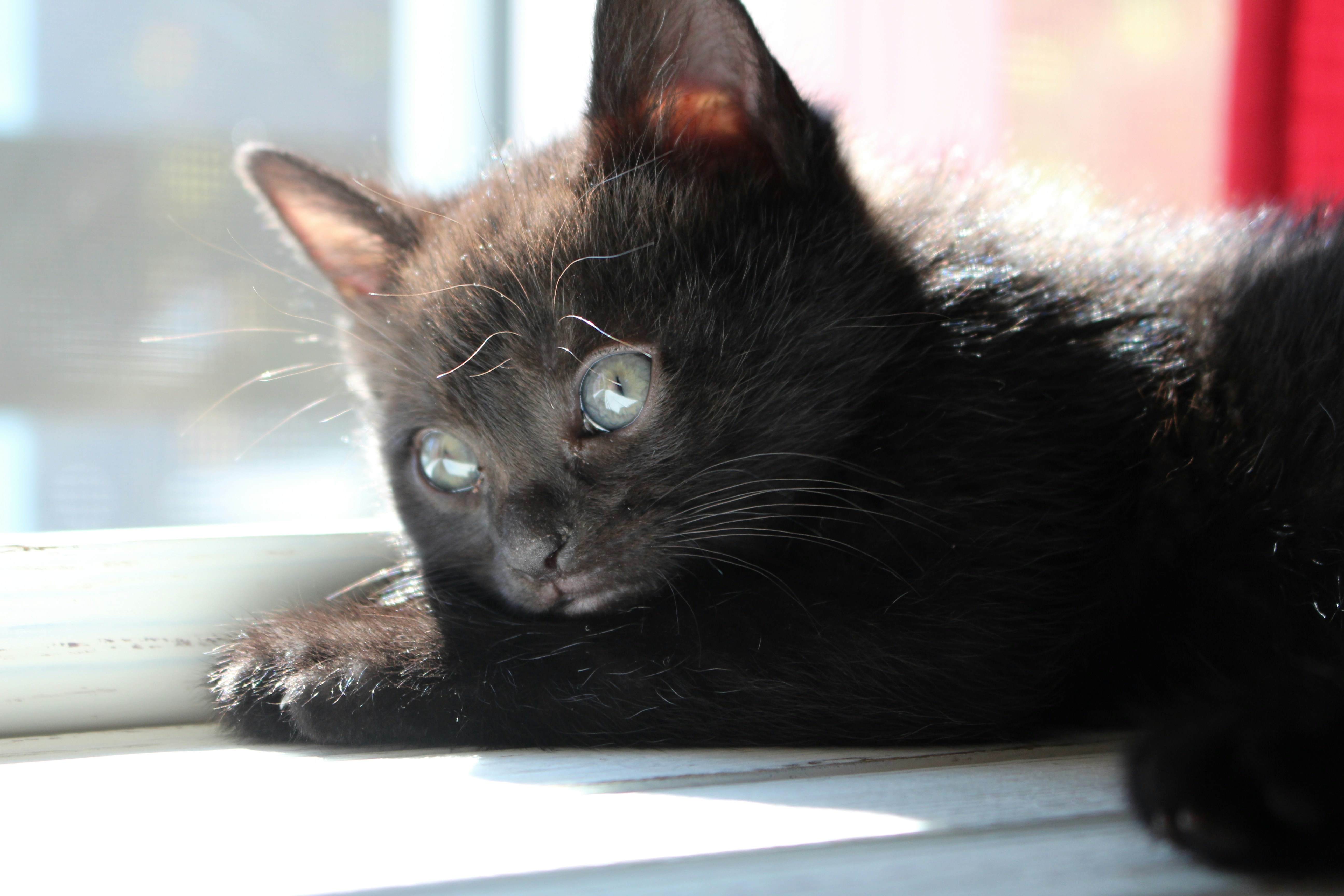 Emerald Gaze by the Window: Sunlit Black Kitten at Rest