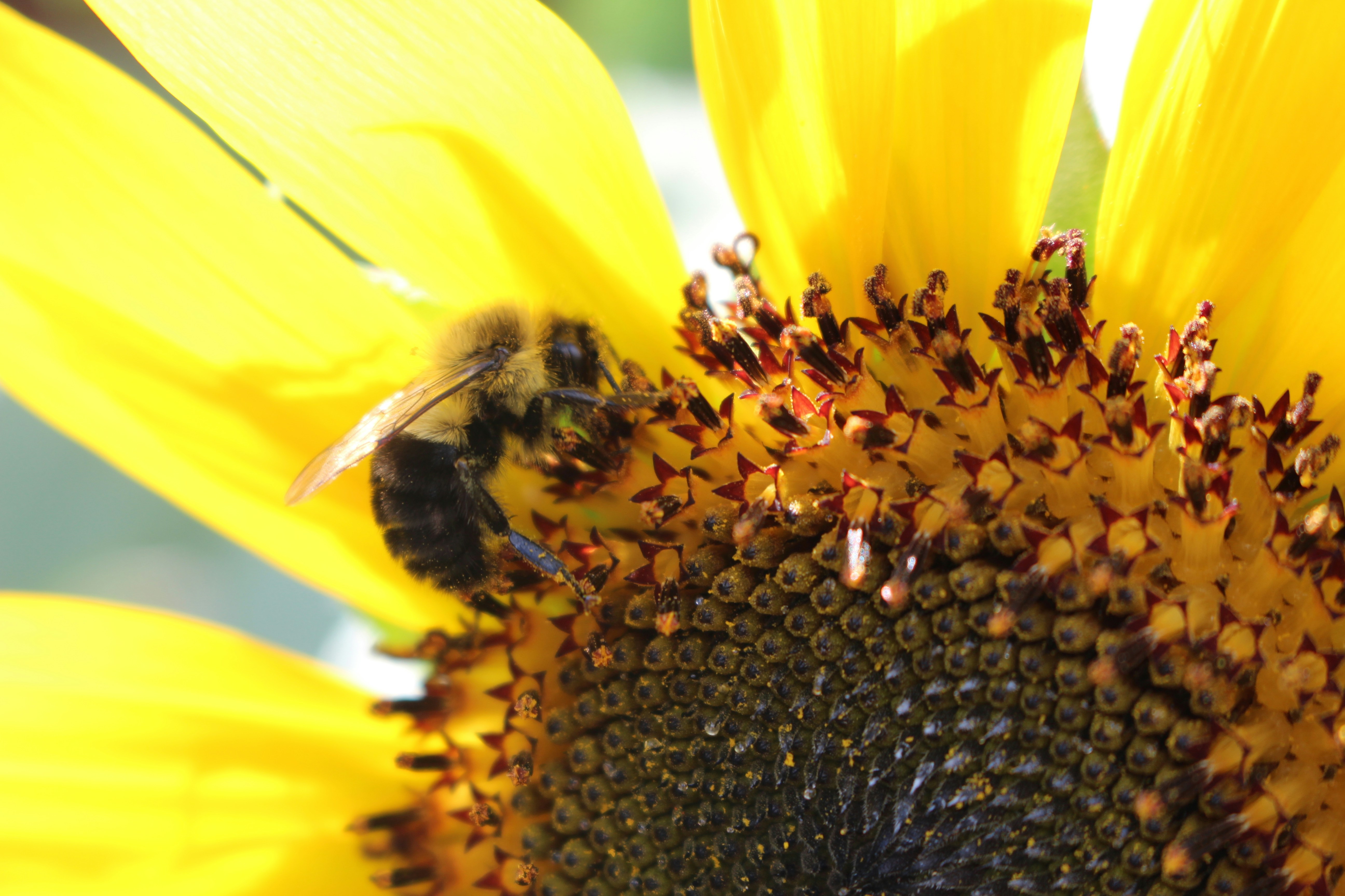 A bee foraging on the vibrant center of a sunflower, showcasing the intricate details of the flower's disc florets. The bright yellow petals radiate warmth.