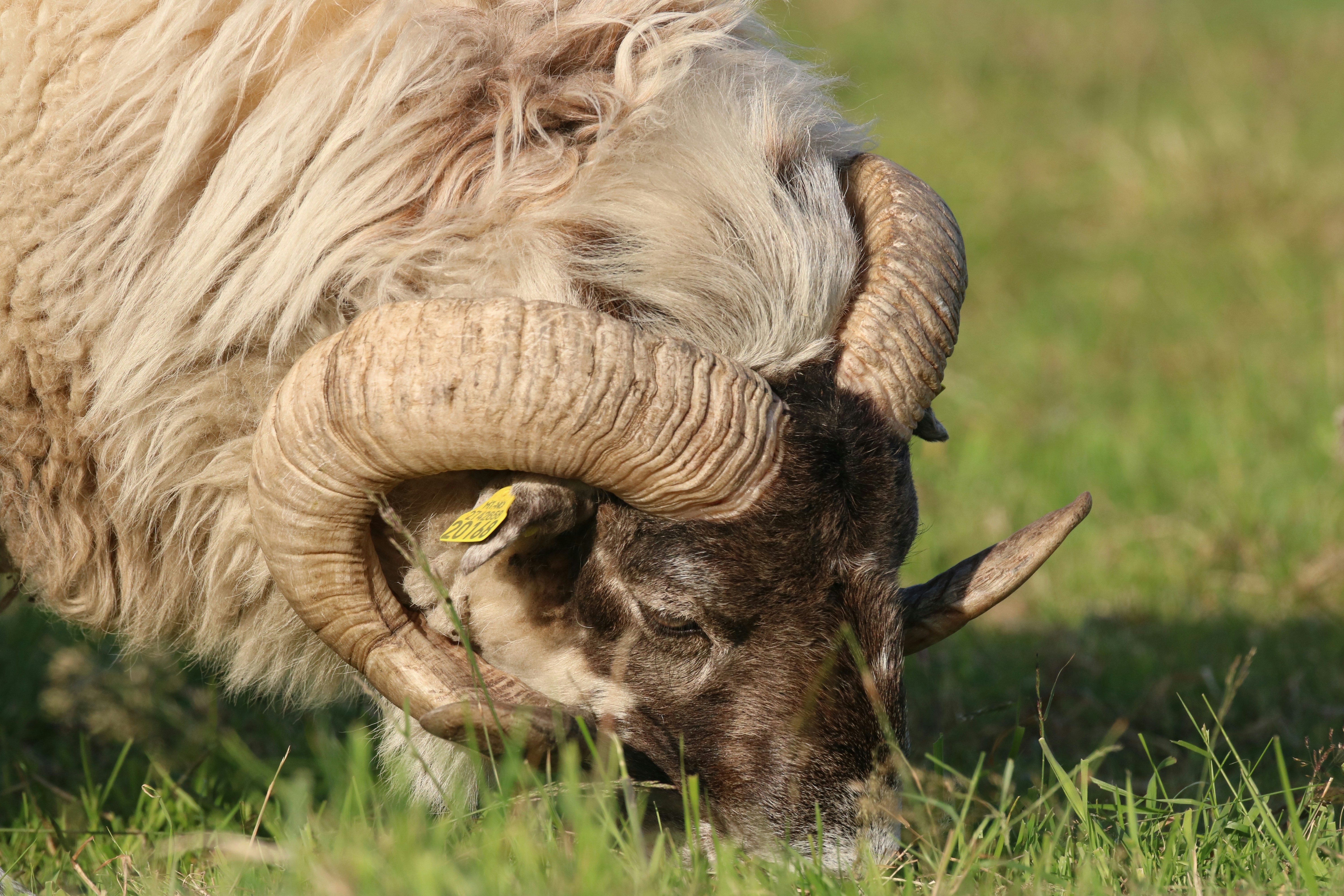 White and black ram on green grass field during daytime photo – Free ...