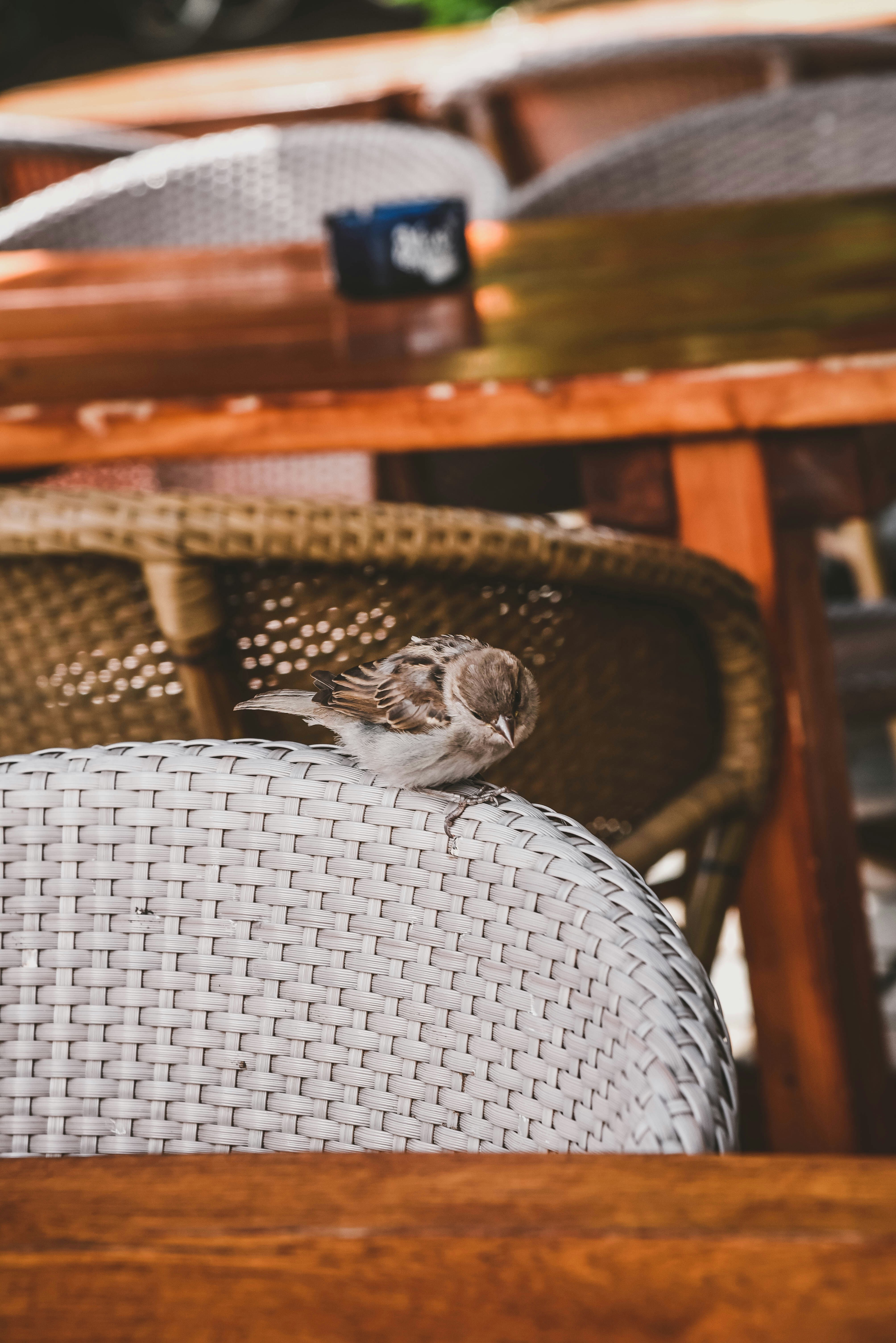 Small bird rests on a woven chair back in a sunlit cafe setting; warm wood tones and rattan textures create a calm still life. Note: this is a candid moment captured on a table scene.