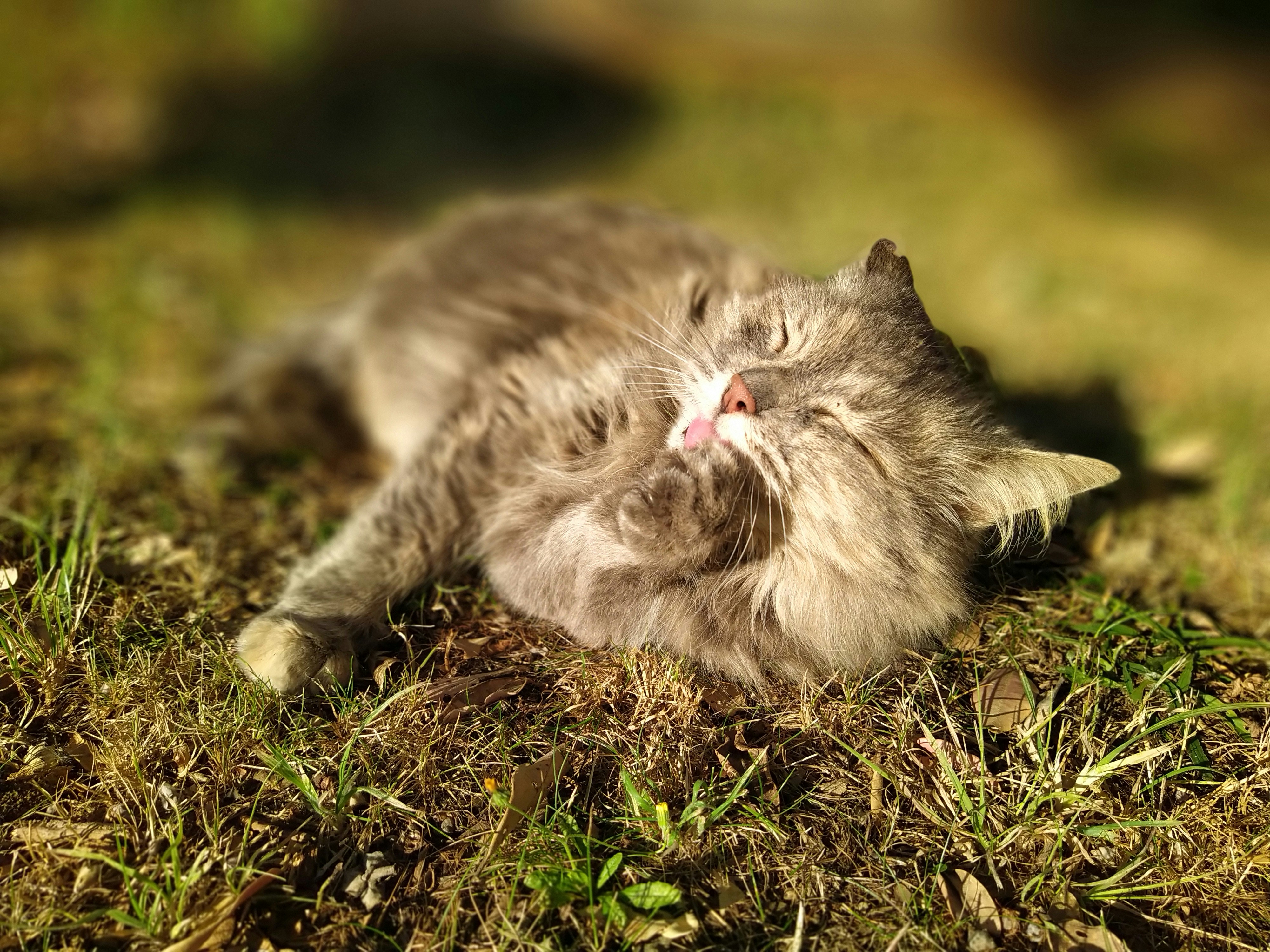 Photograph of a fluffy, long-haired cat napping on a sunlit patch of grass, its face relaxed and tongue peeking.