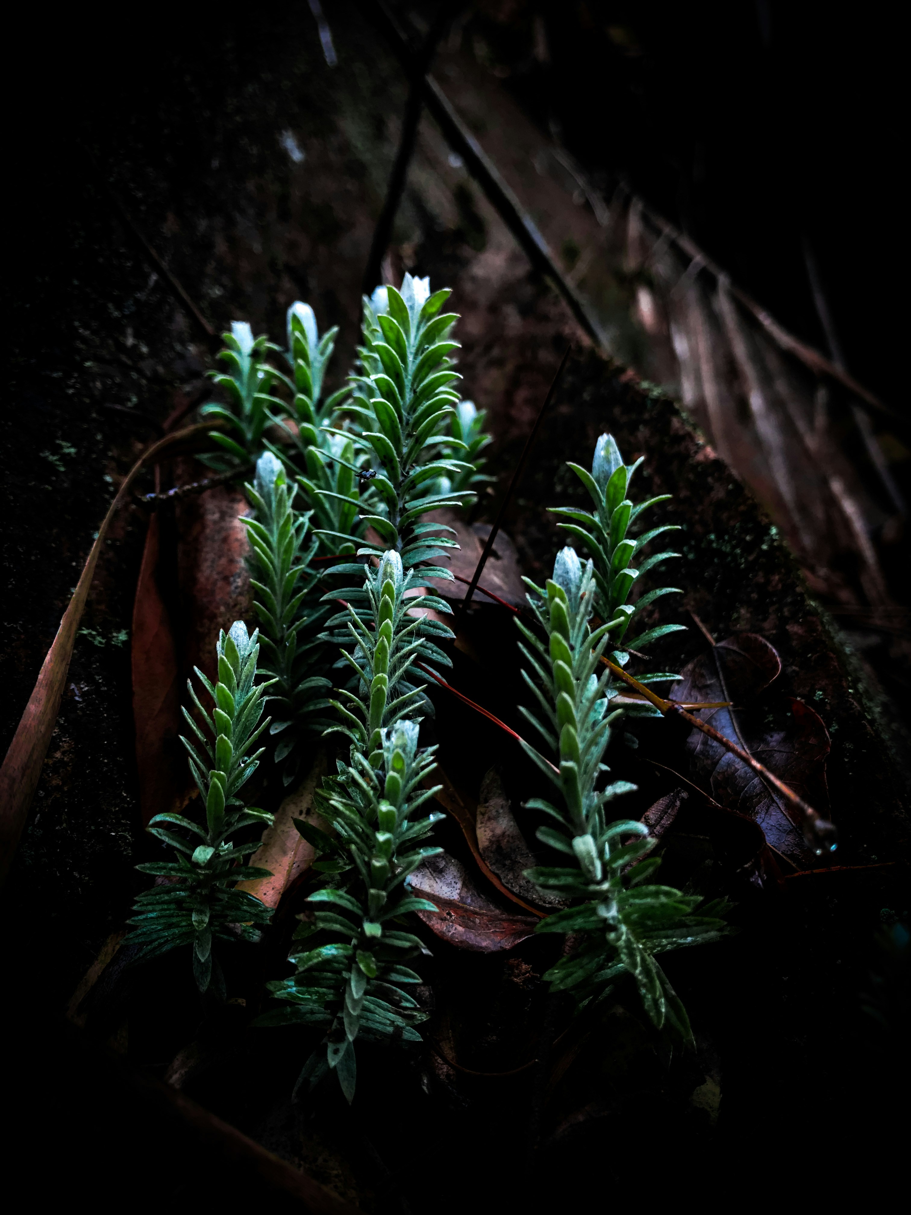 Emerald Sprouts Rise from Shadowed Forest Floor