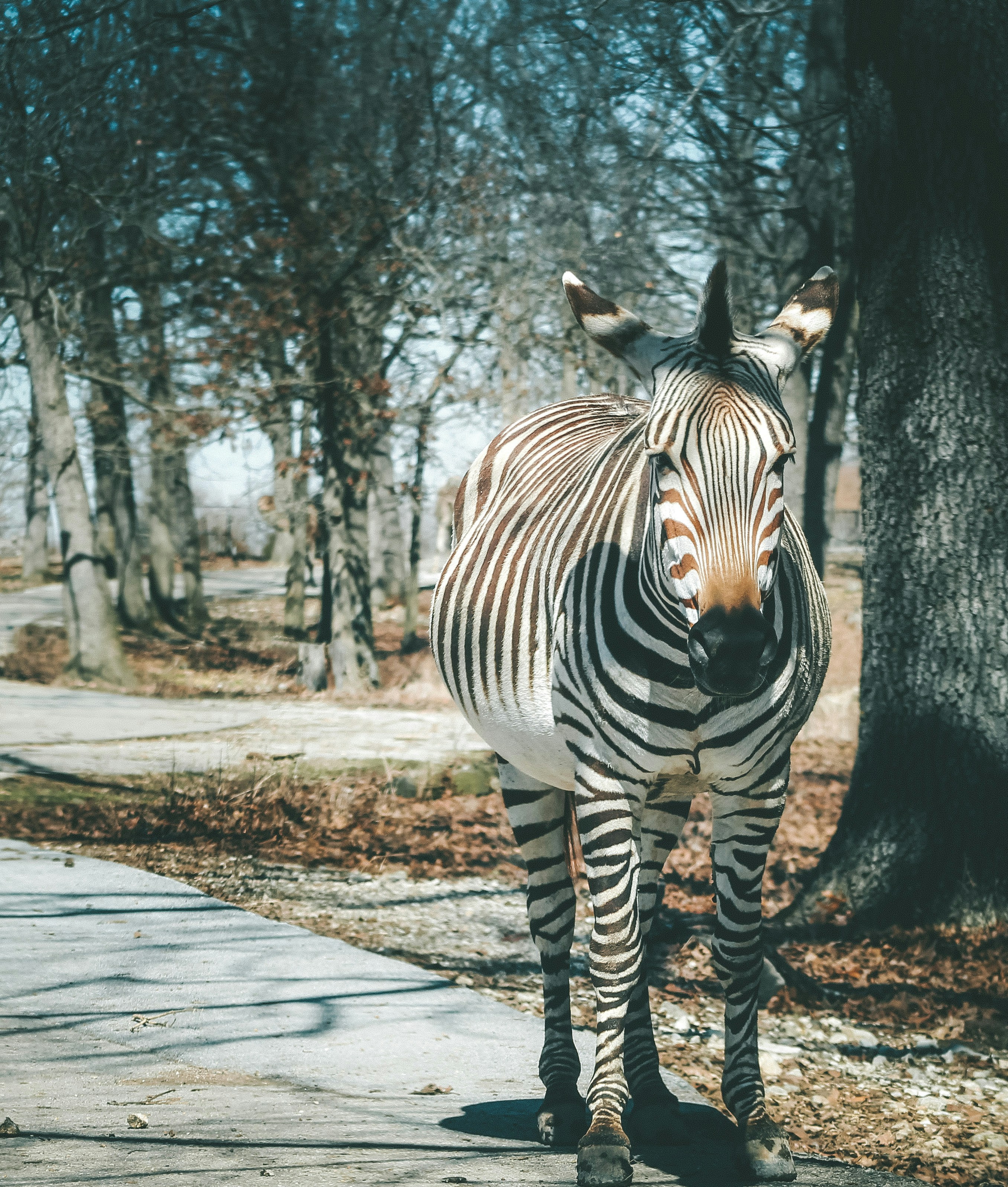 Sunlit Zebra on a Park Path: Stripes in the Dappled Light