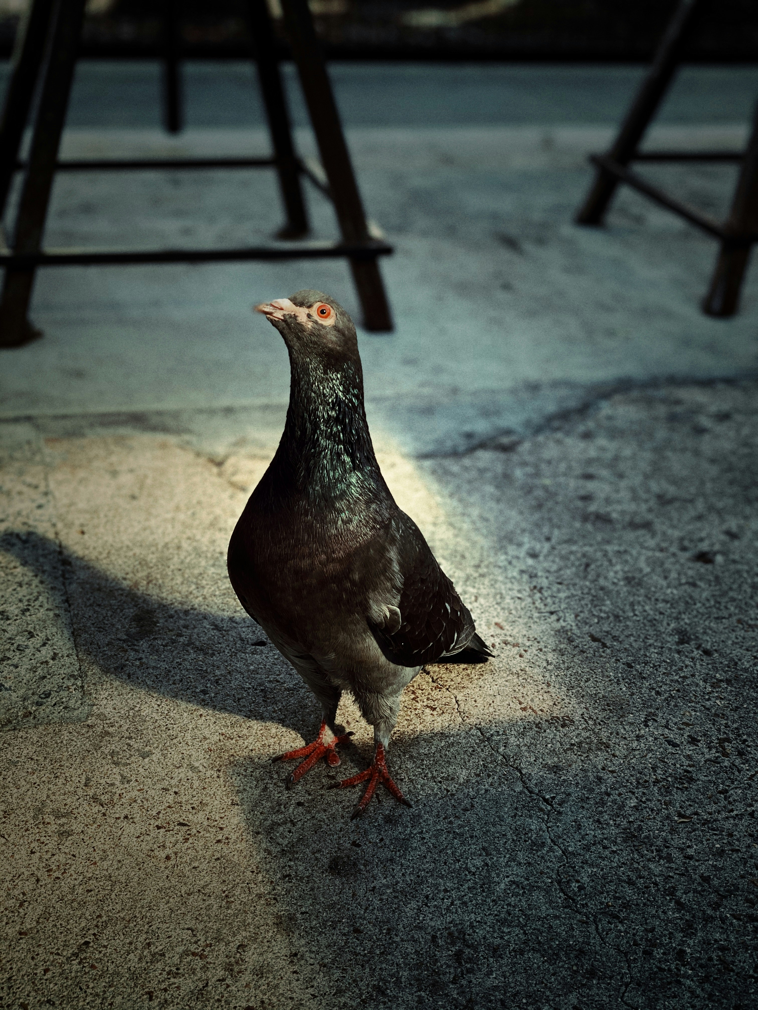 Under the Patio Glow: A Pigeon Stands in a Quiet Concrete Stage
