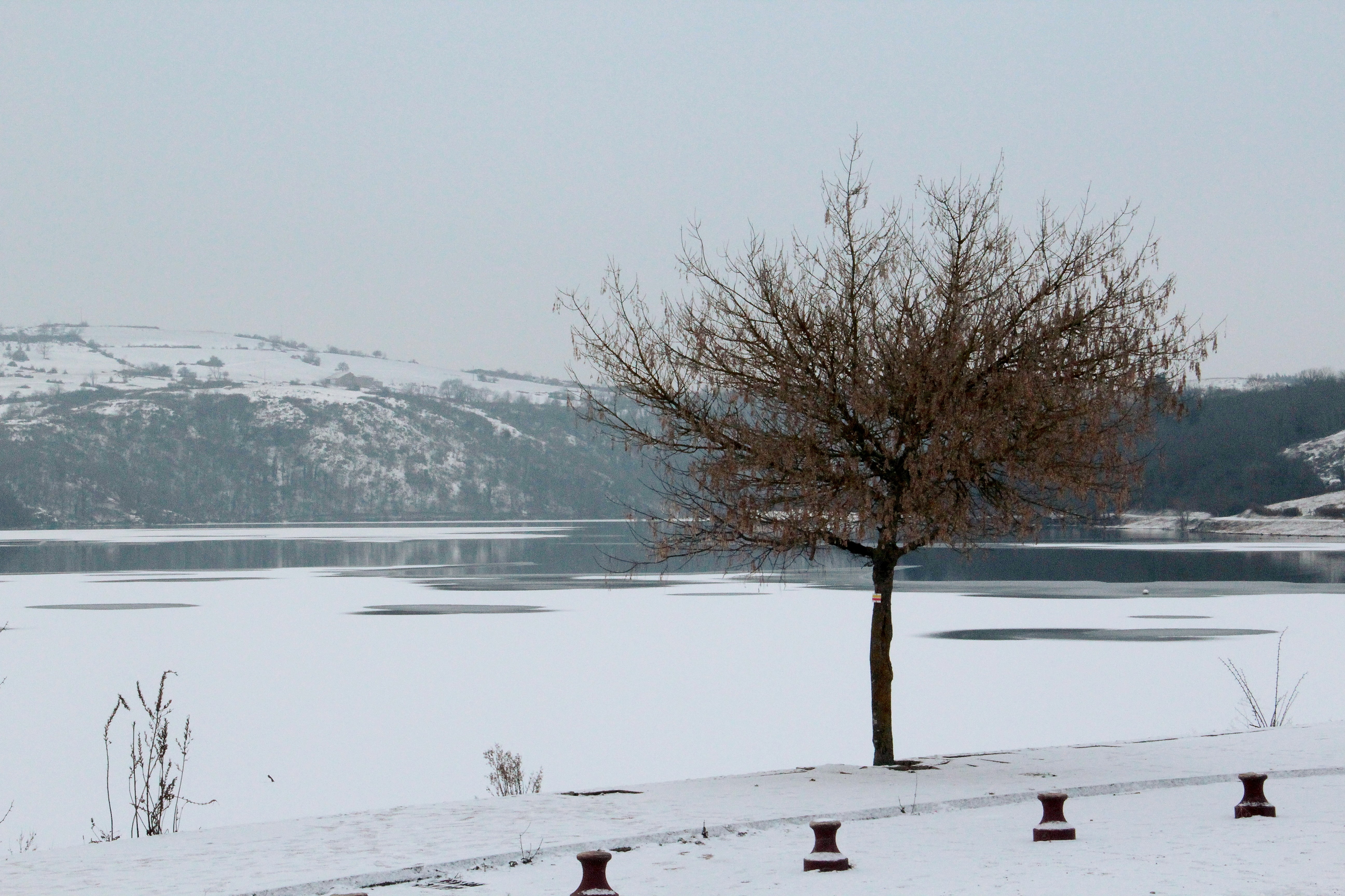 Lone Tree at the Edge of a Frozen Lake
