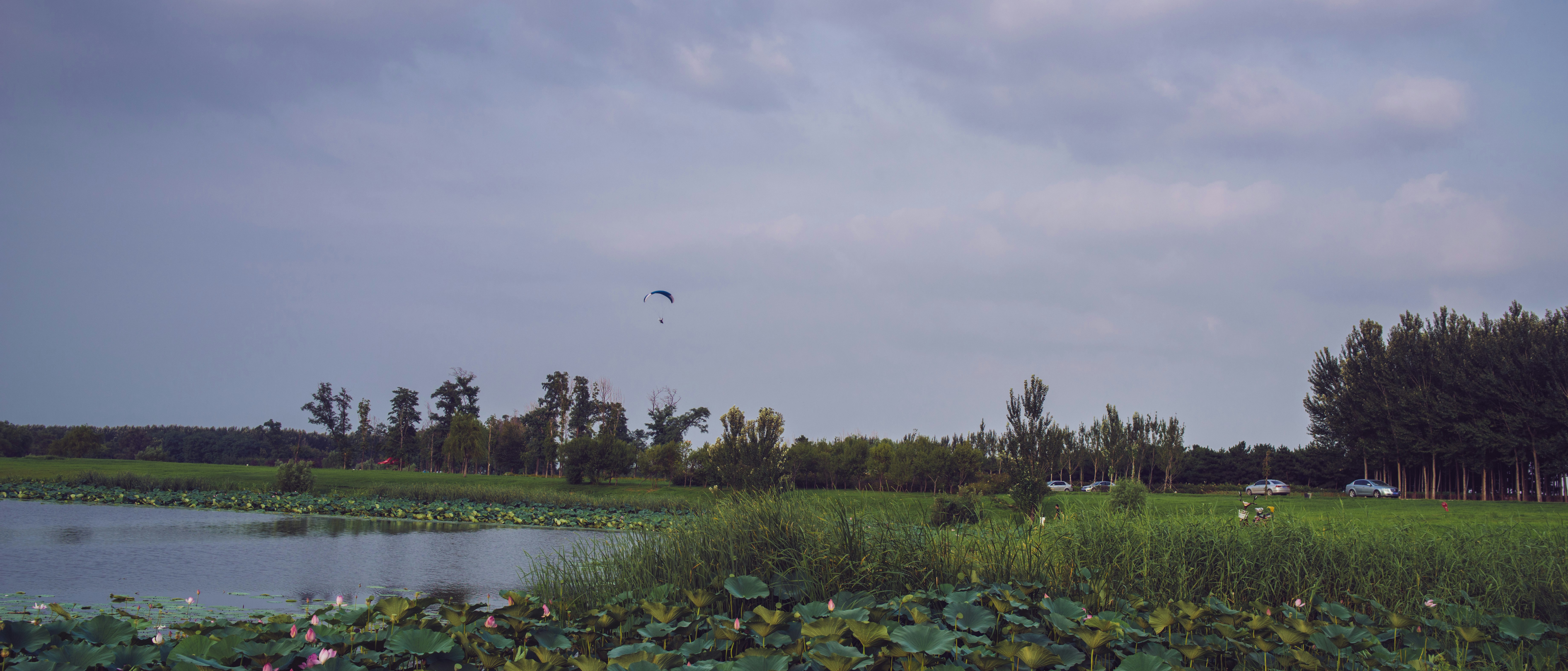 Lone Bird Over a Lotus-Laden Wetland