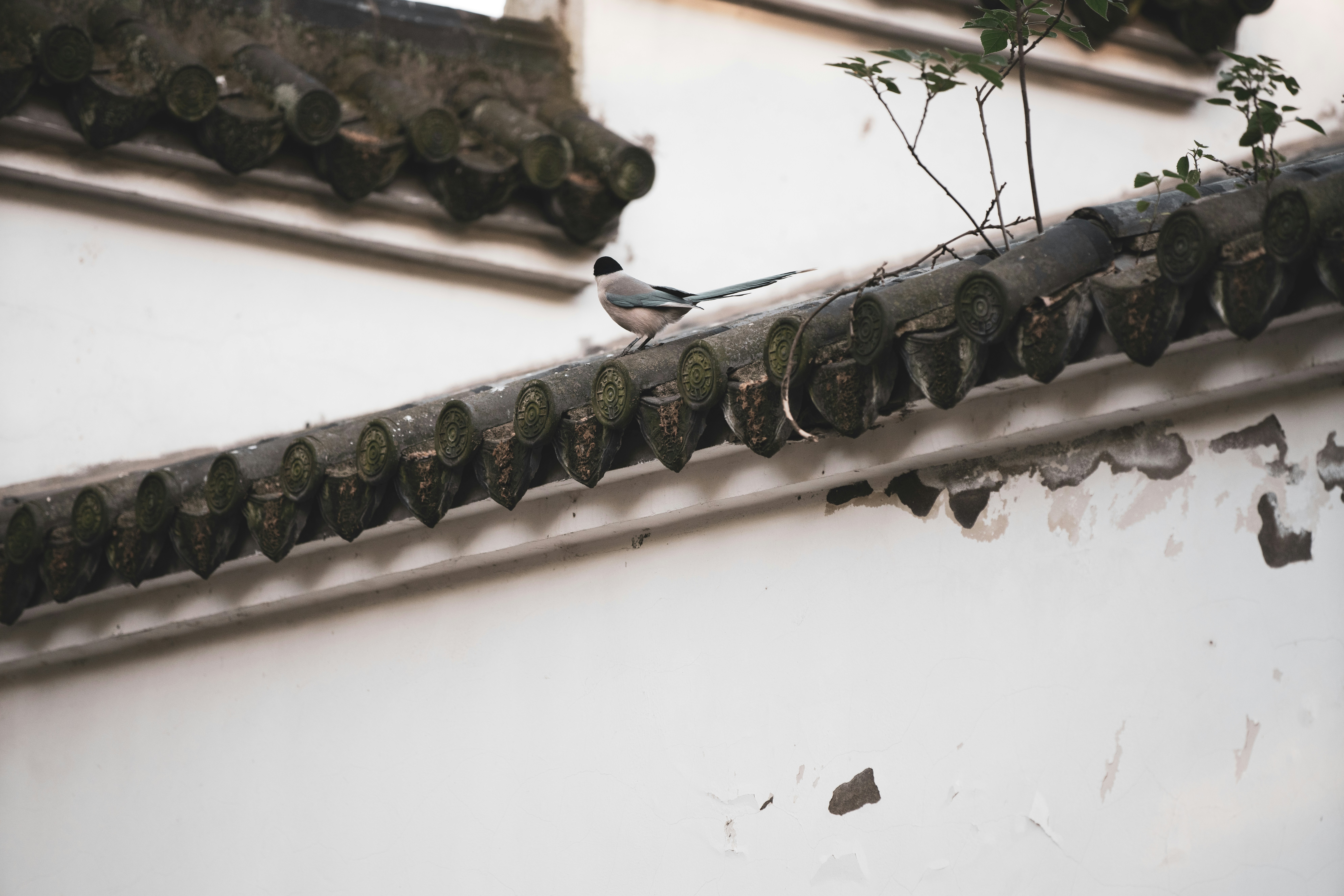 A bird rests on a traditional roof edge, surrounded by the textures of aged architecture. The contrast between nature and structure is evident.