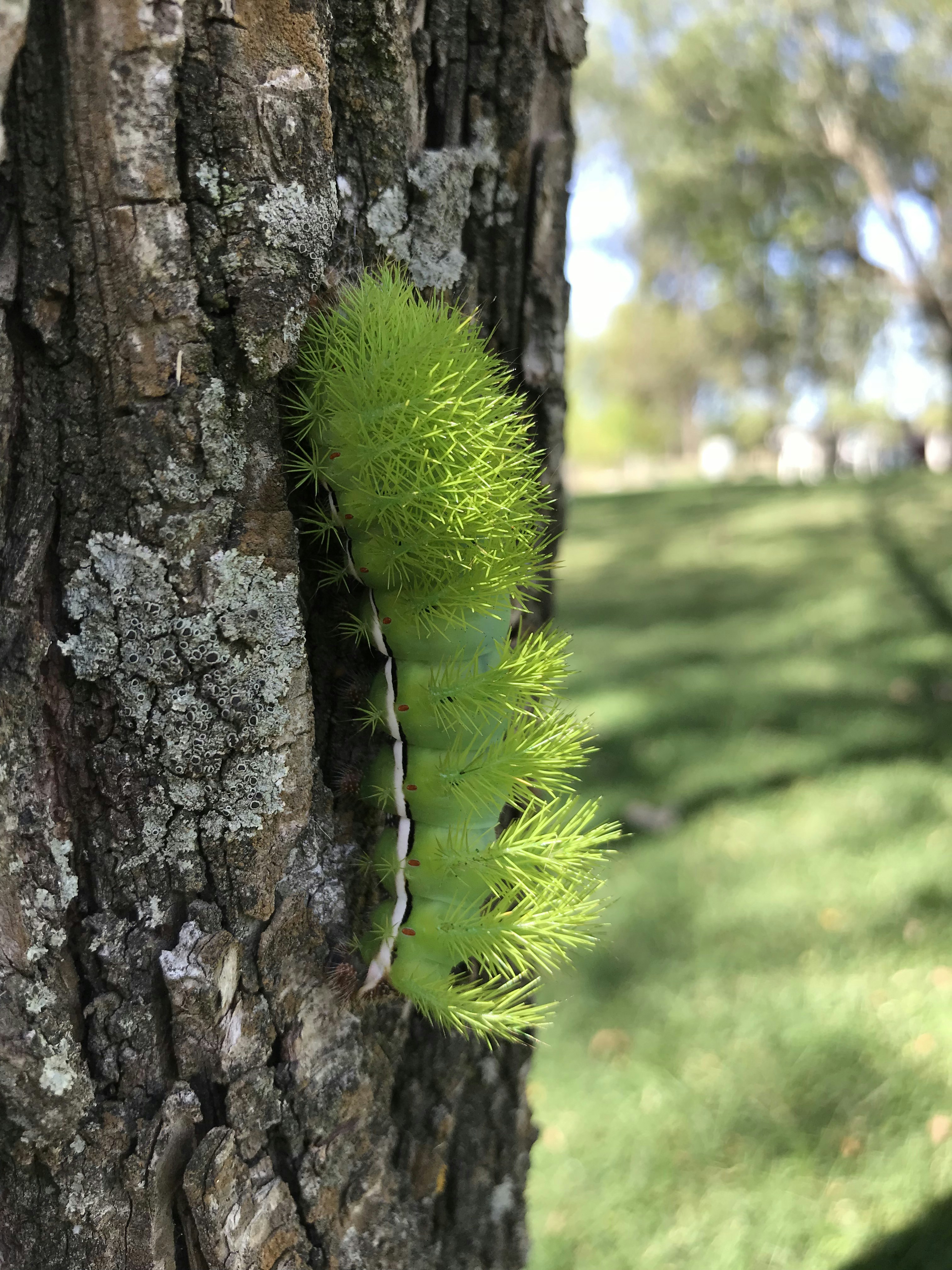 Emerald Spined Caterpillar Clinging to Weathered Bark in a Sunlit Park