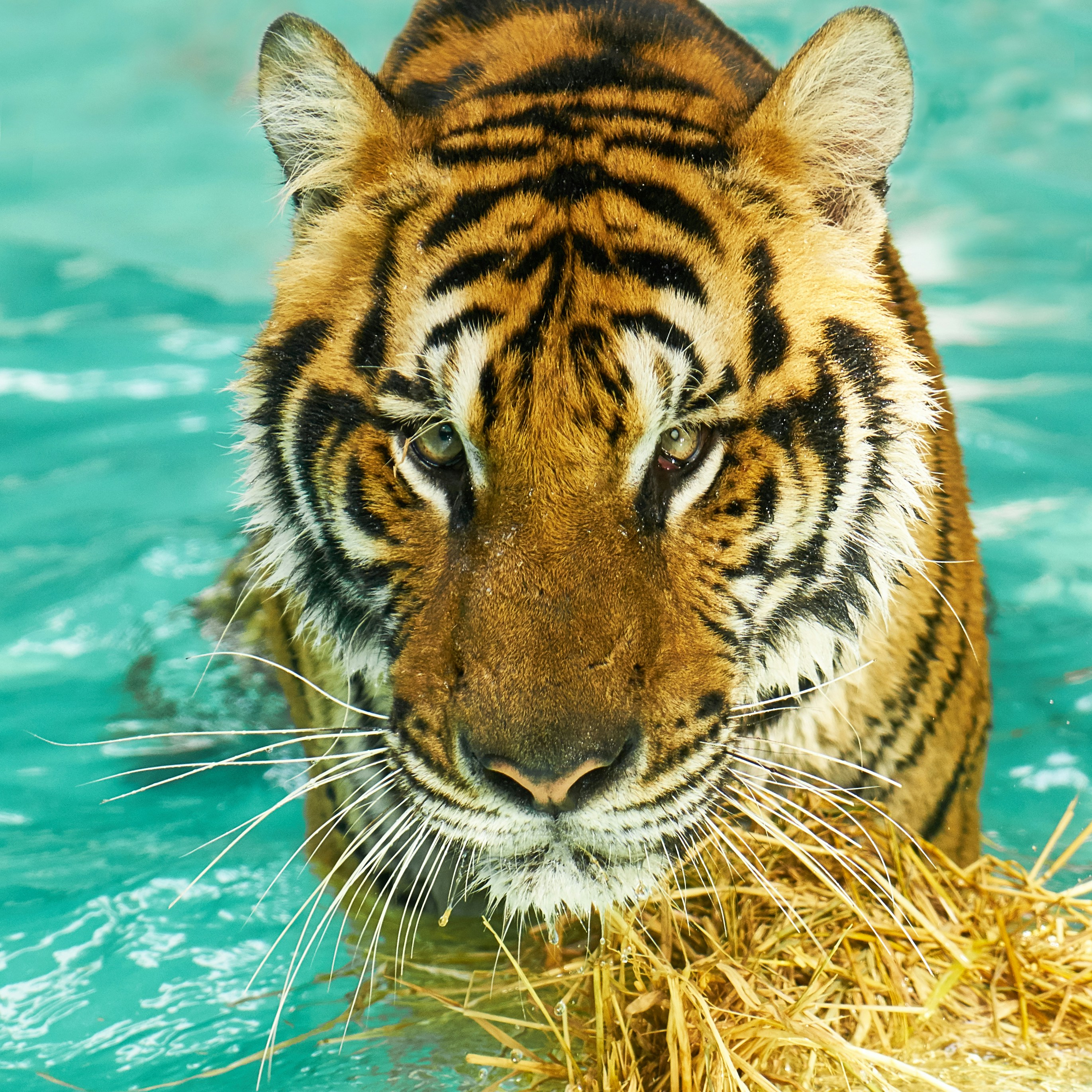 Glimpse of Intent: Tiger's Striking Gaze in Turquoise Water