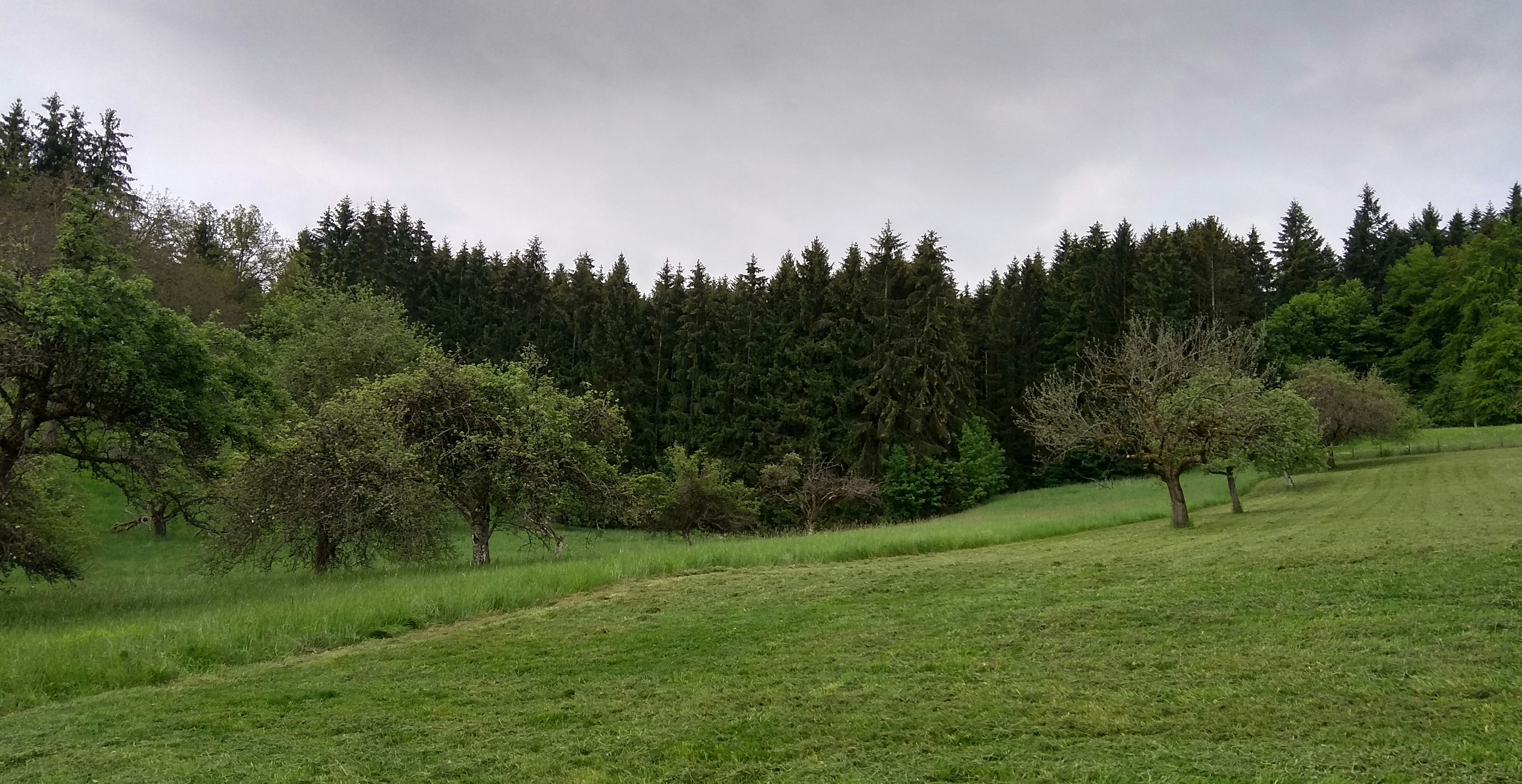 Lush green meadow bordered by dense pine forest under an overcast sky.