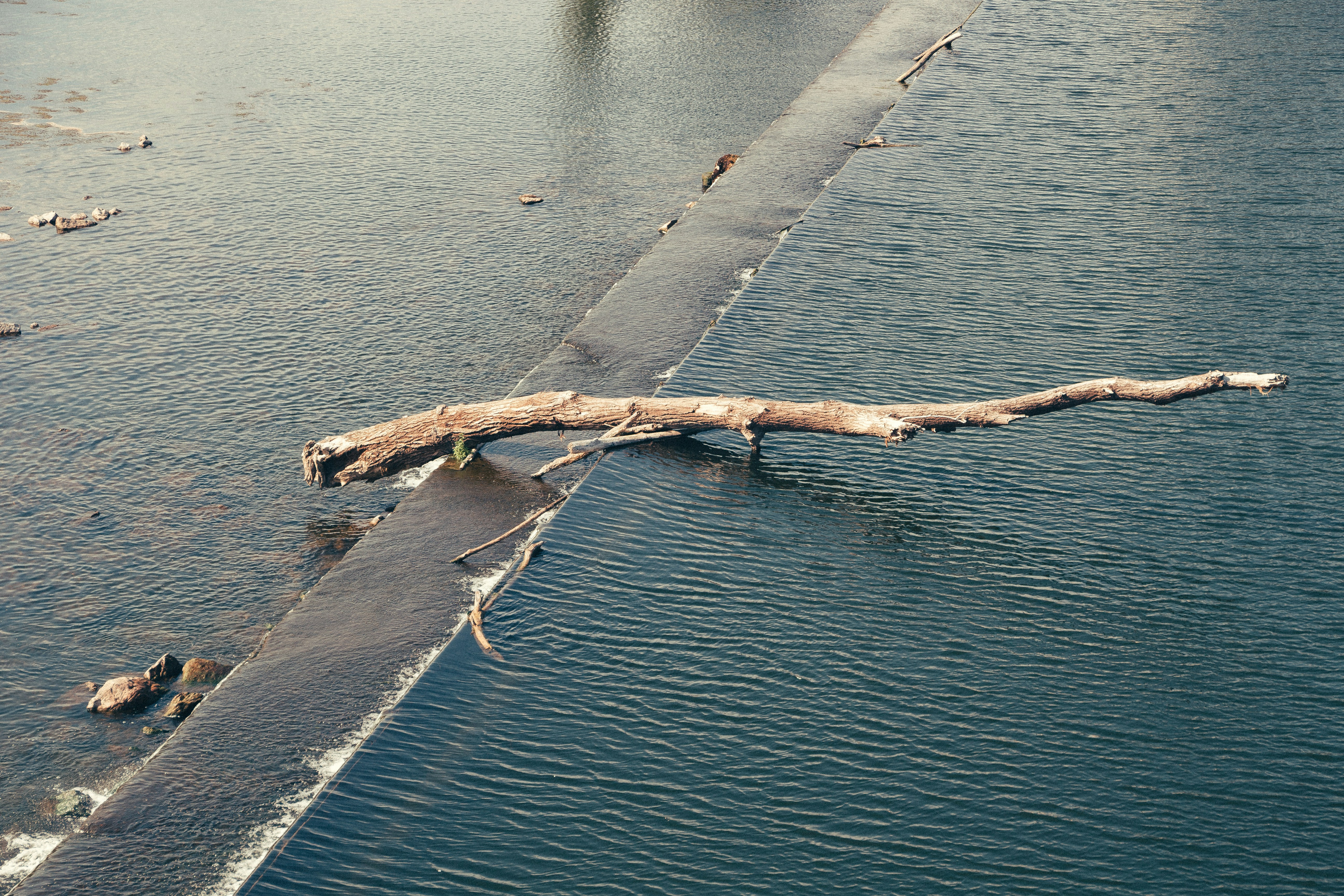 Long wooden log balanced across a narrow water barrier in a tranquil setting.