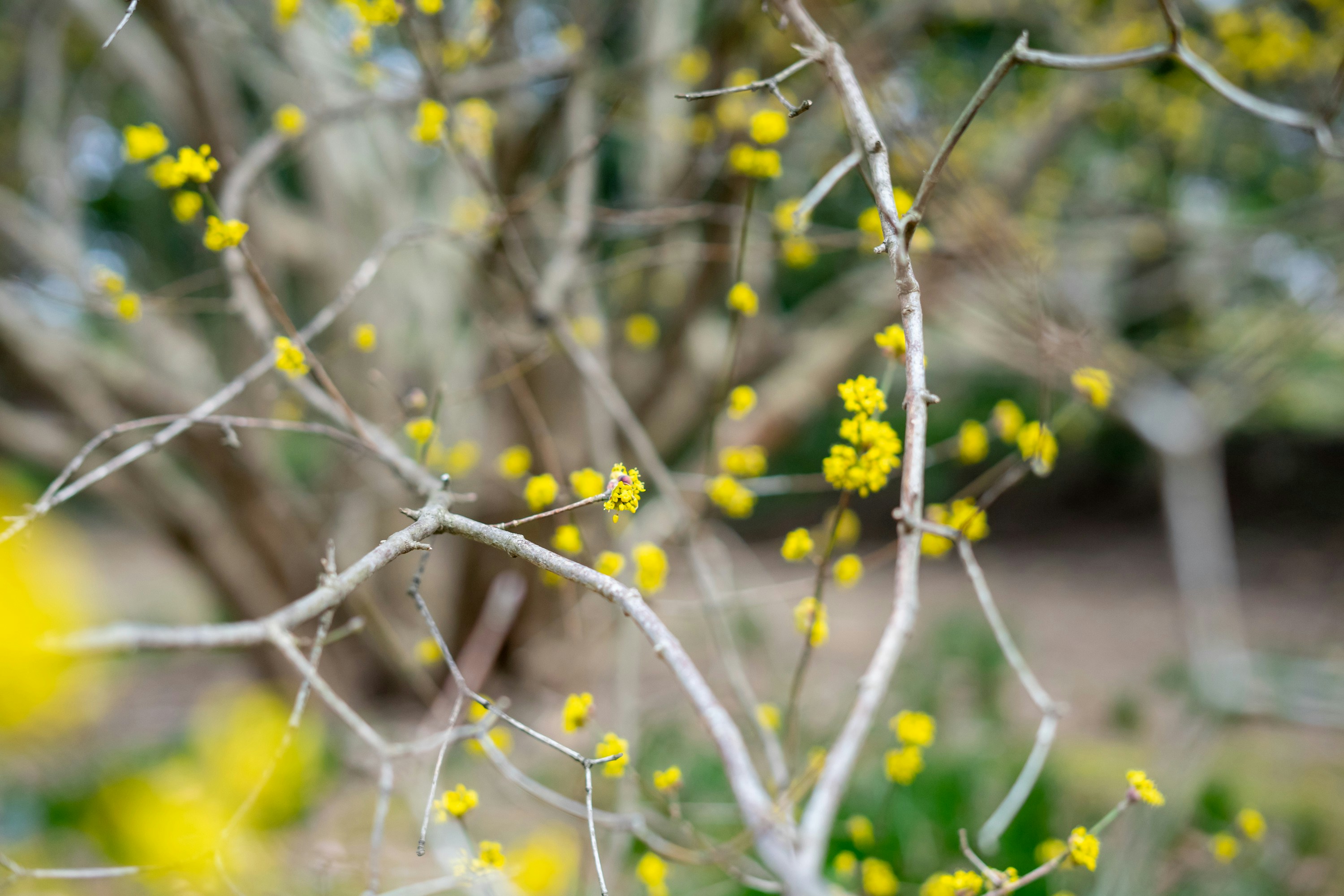 Delicate yellow blooms emerging from bare branches, signaling the arrival of spring. The background softly blurs, emphasizing the vibrant flowers.