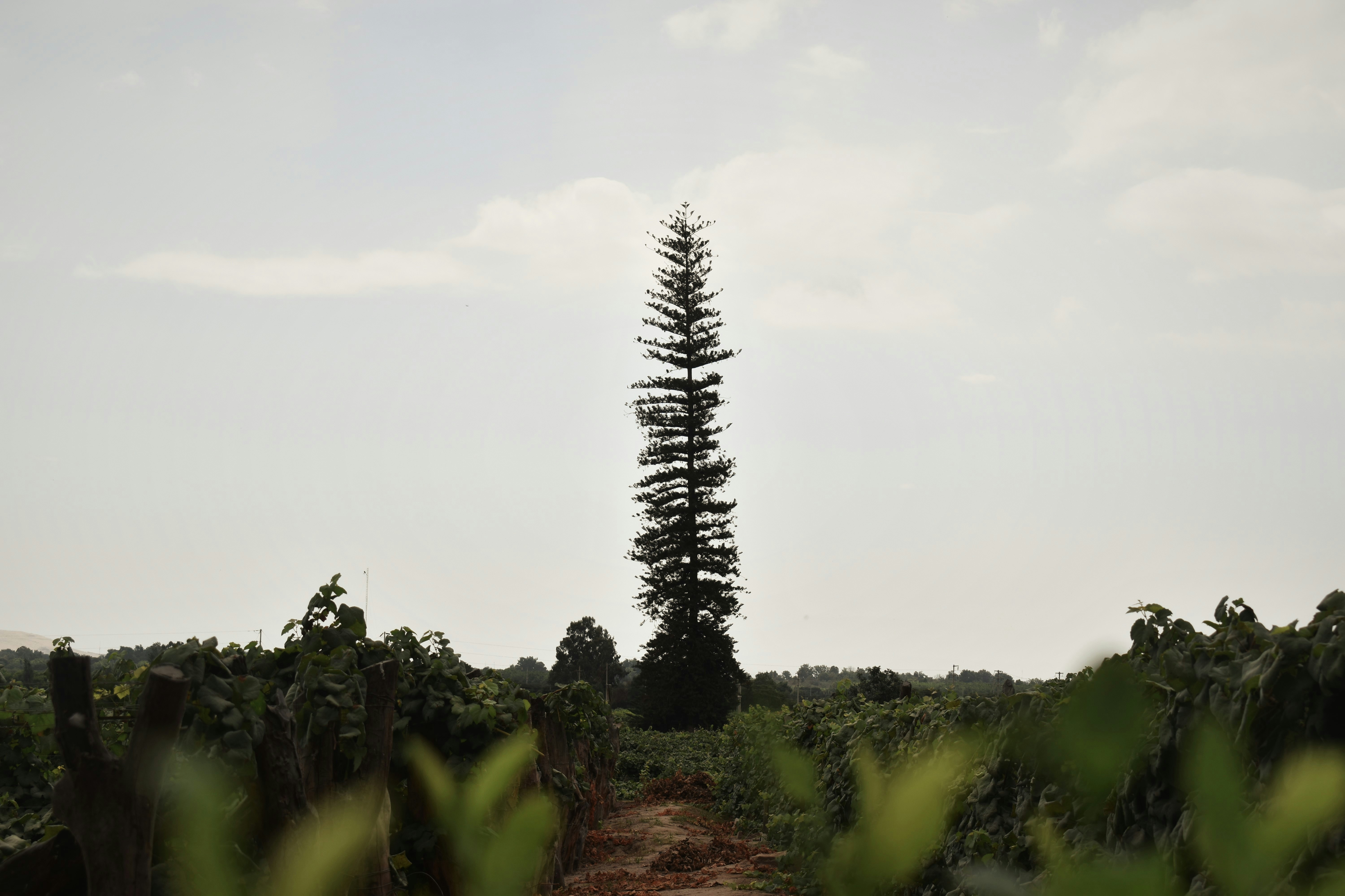 Tall pine tree stands alone in a lush, green field under a cloudy sky.