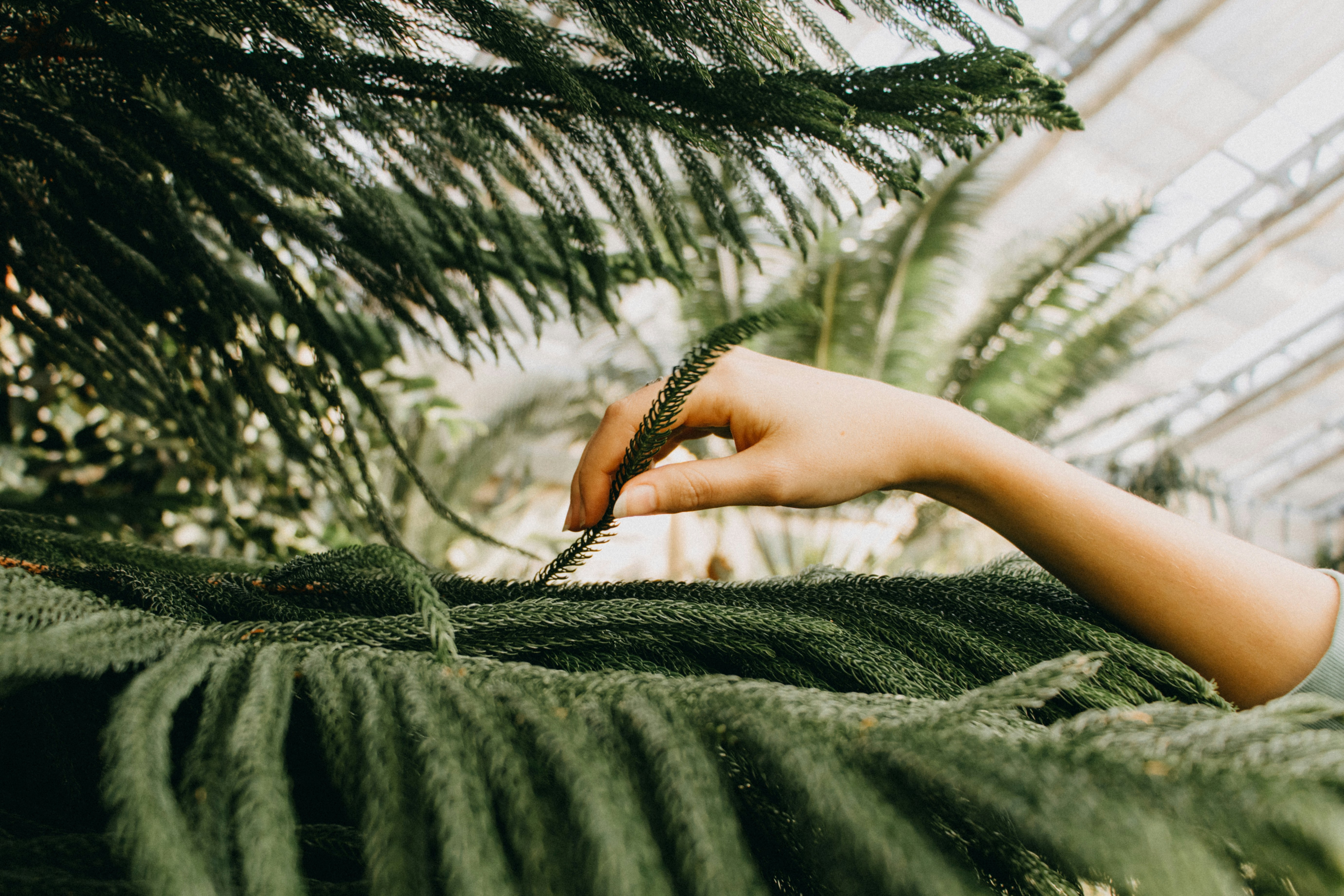A hand gently interacts with lush green foliage, highlighting the connection between humans and nature.