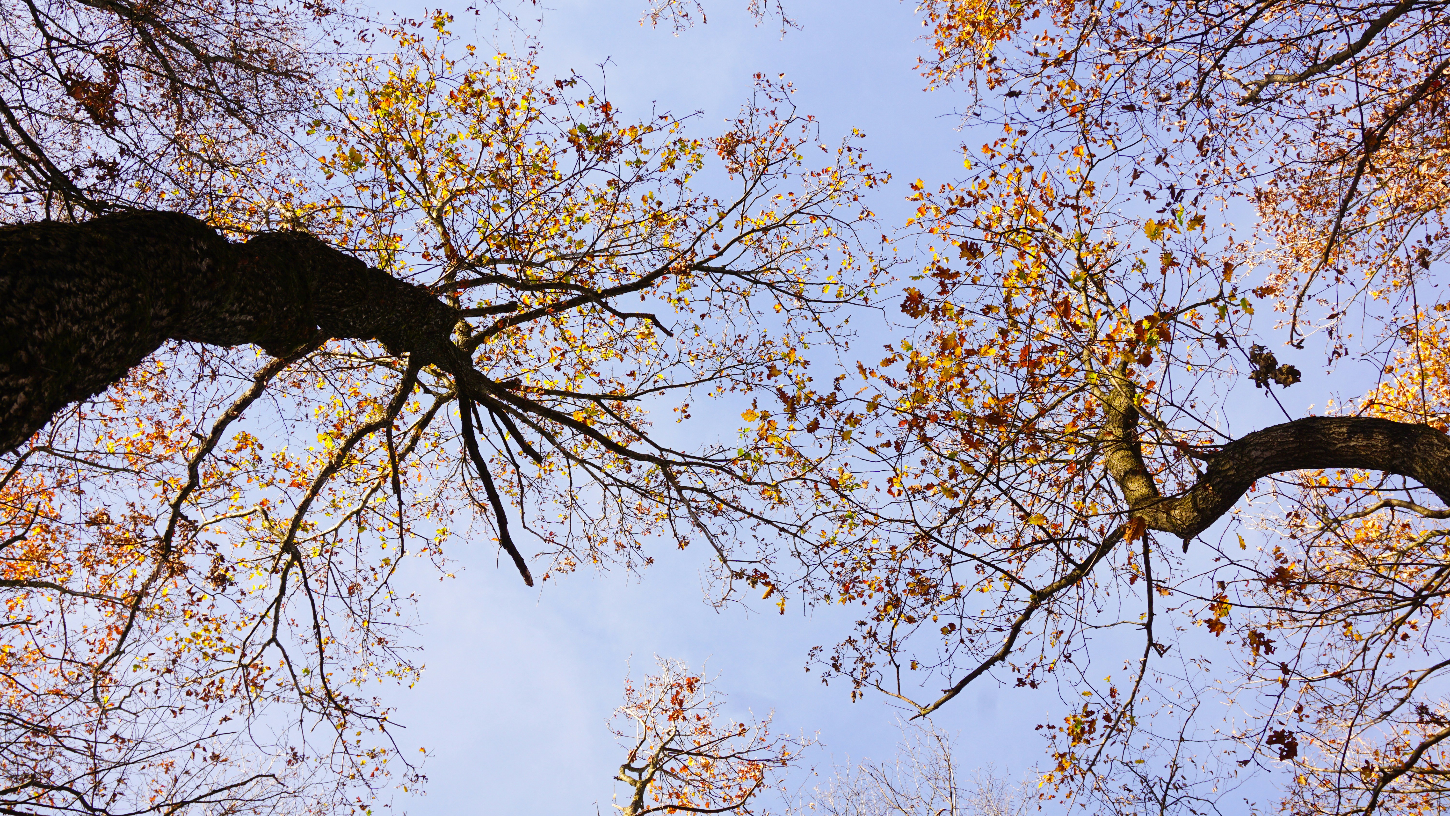 Autumn Canopy Arches Against a Cerulean Sky