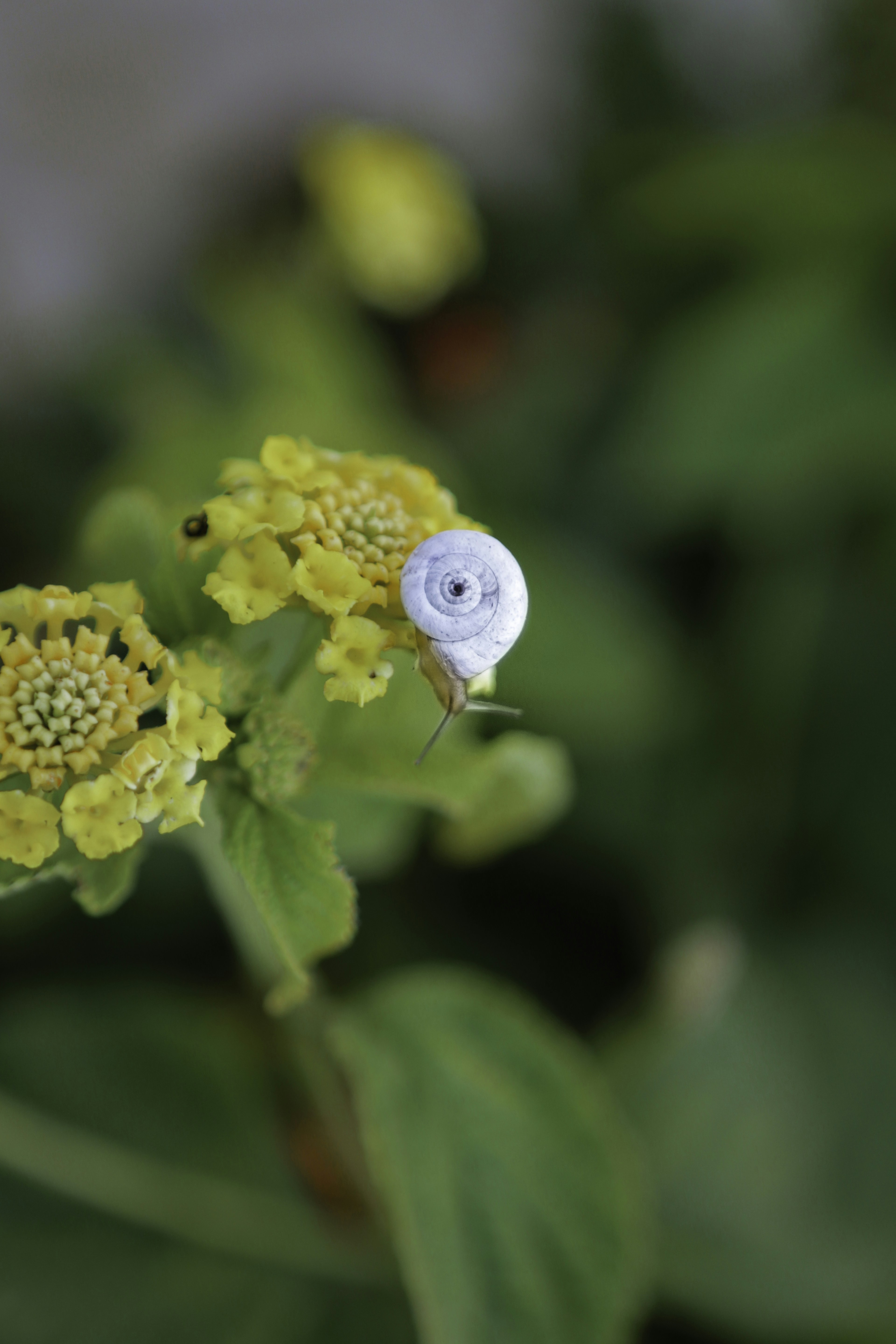 Delicate snail perched on vibrant yellow flowers amidst lush green foliage.