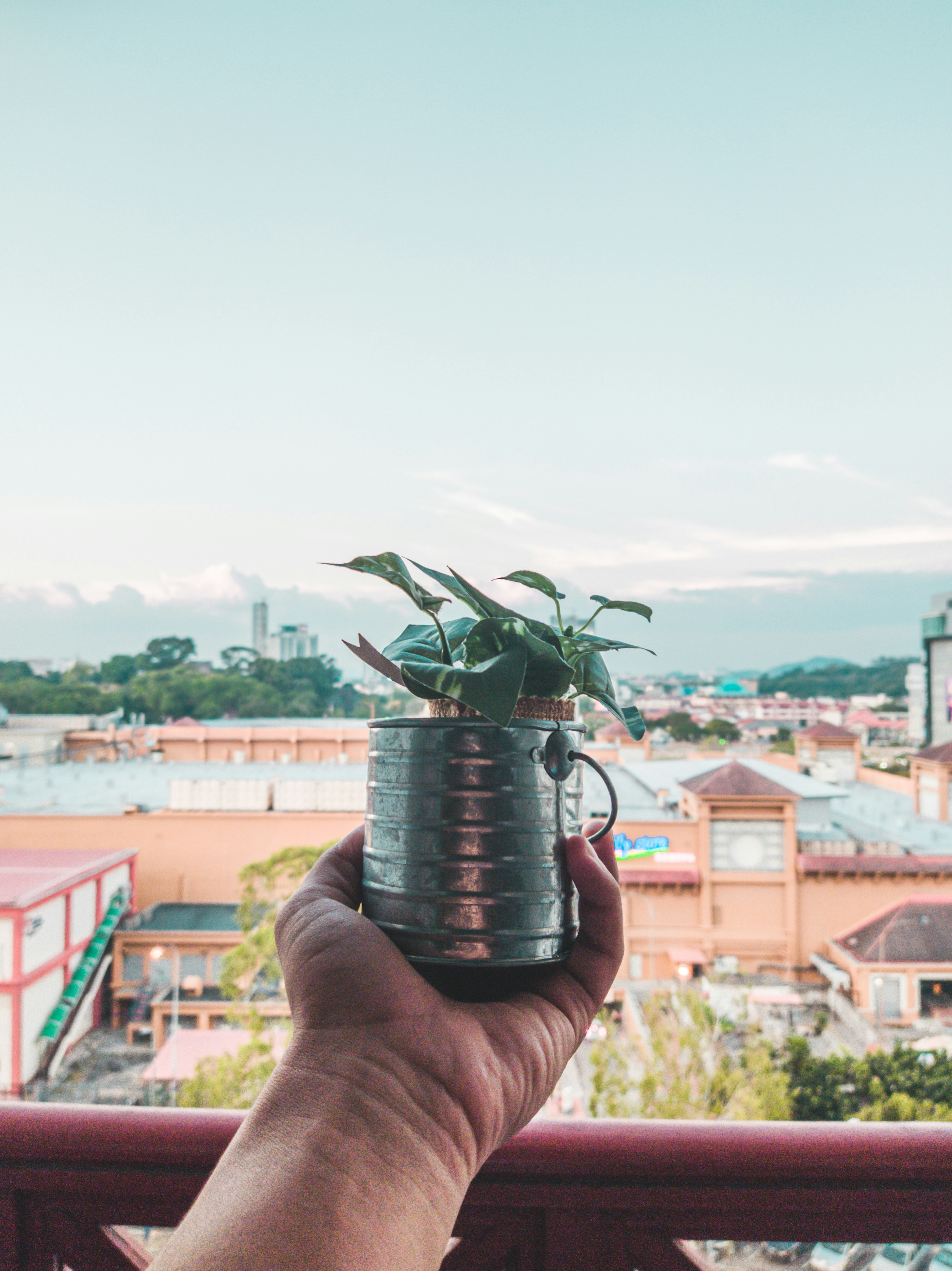 person holding green plant in brown pot