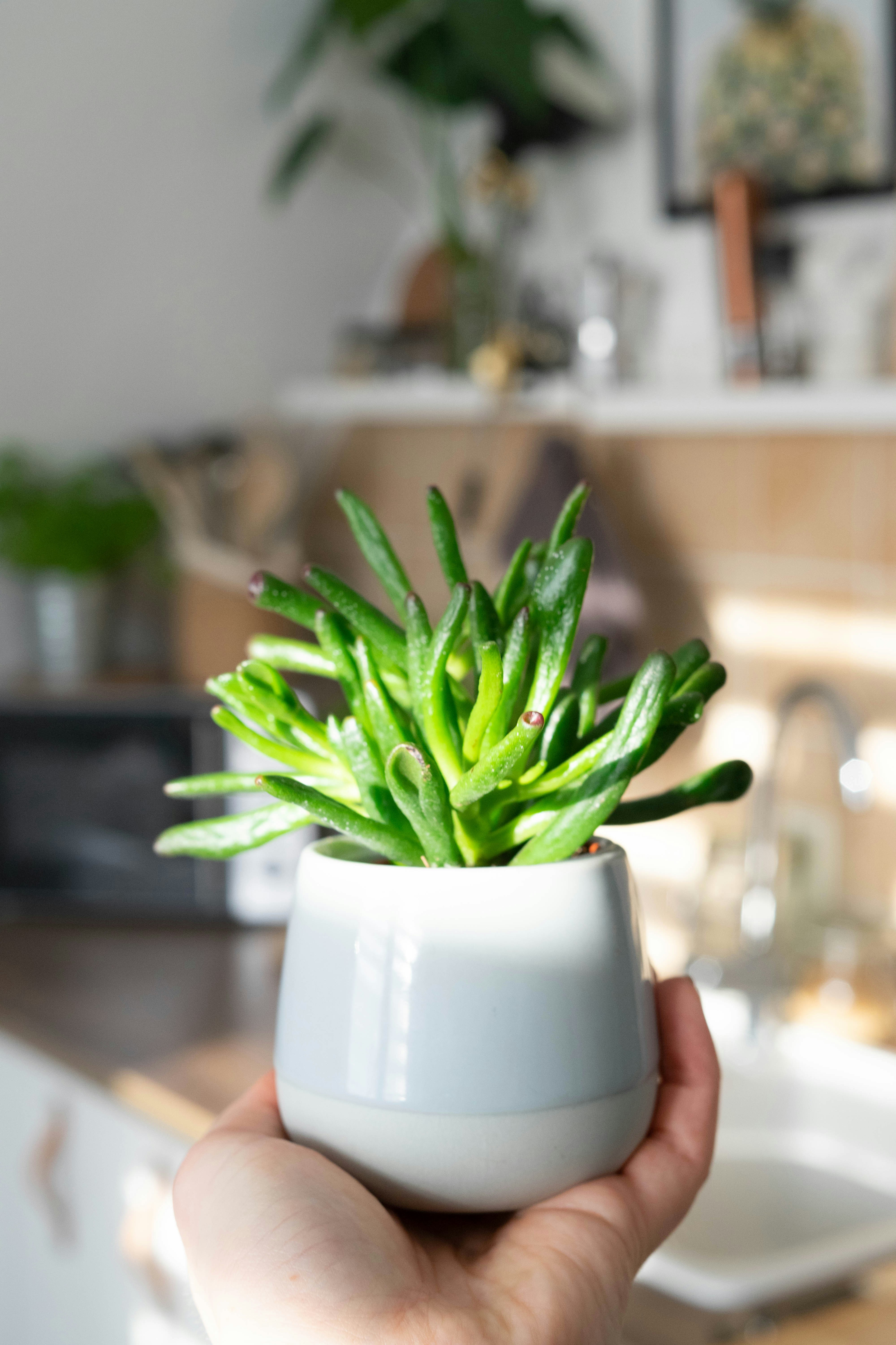 succulent sukkulente hand person kitchen bokeh background plant