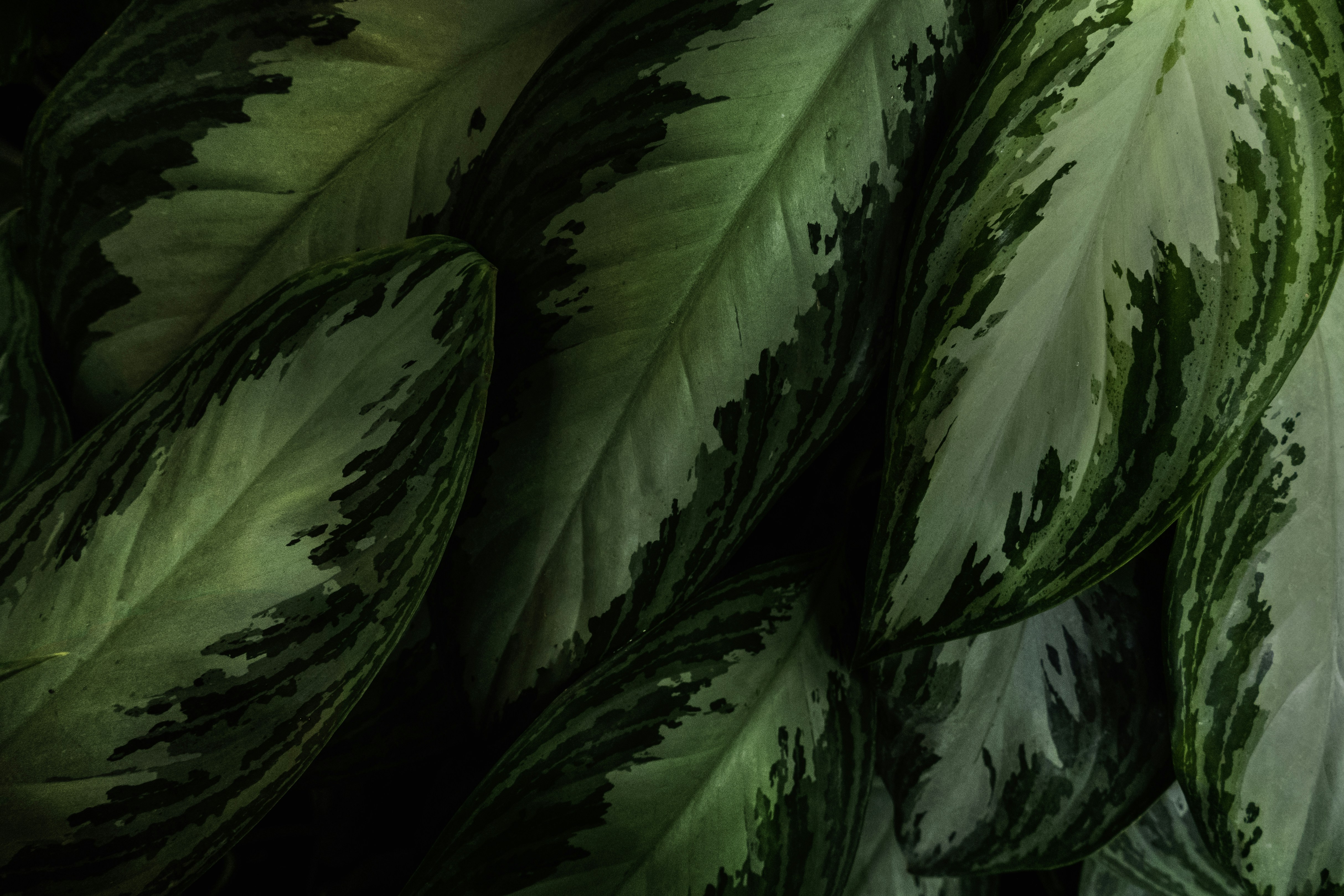Close-up photograph of variegated green leaves with dark edges, highlighting layered textures and natural pattern.