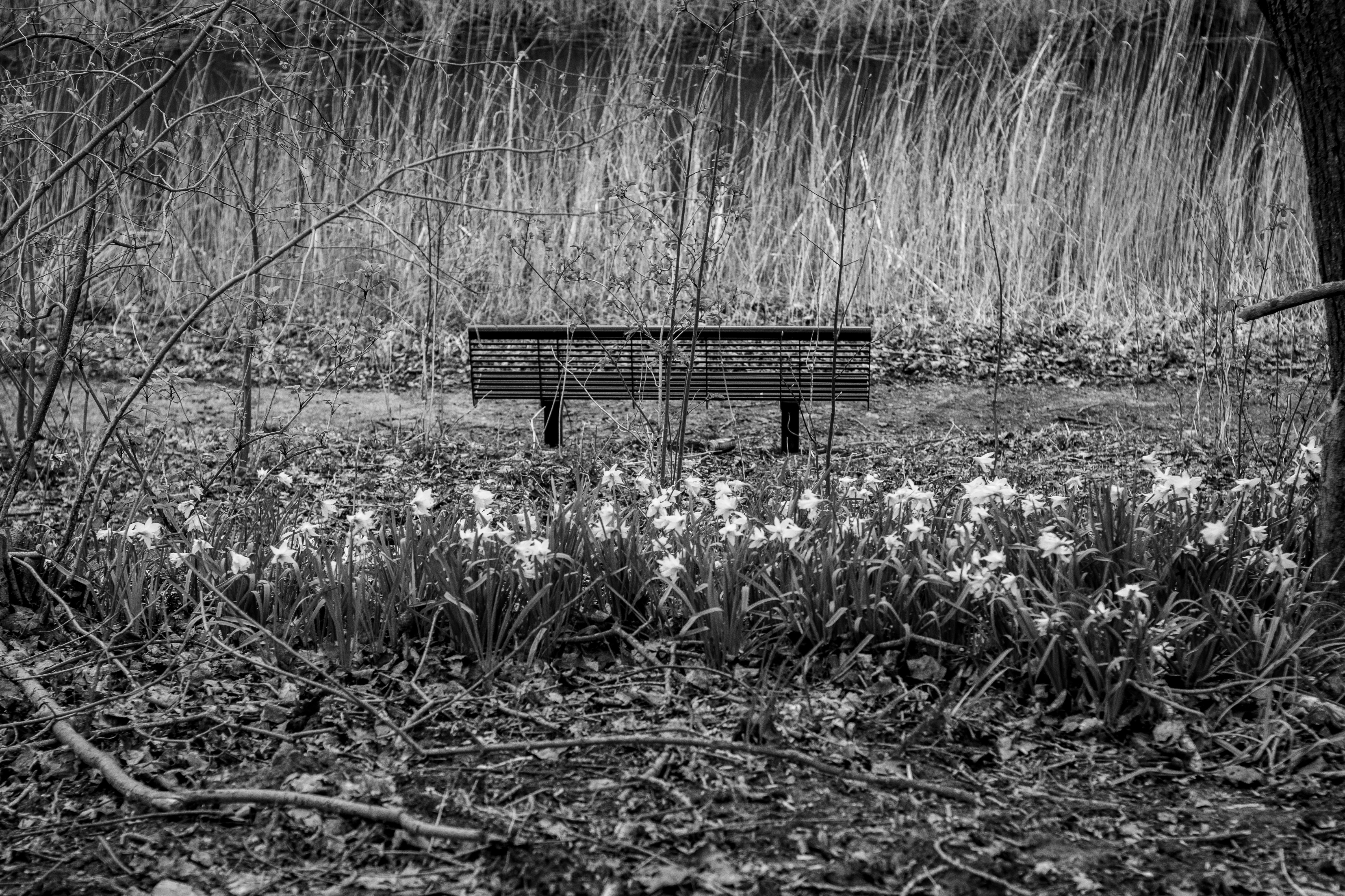 Bench at the Daffodil Border: A Monochrome Park Moment